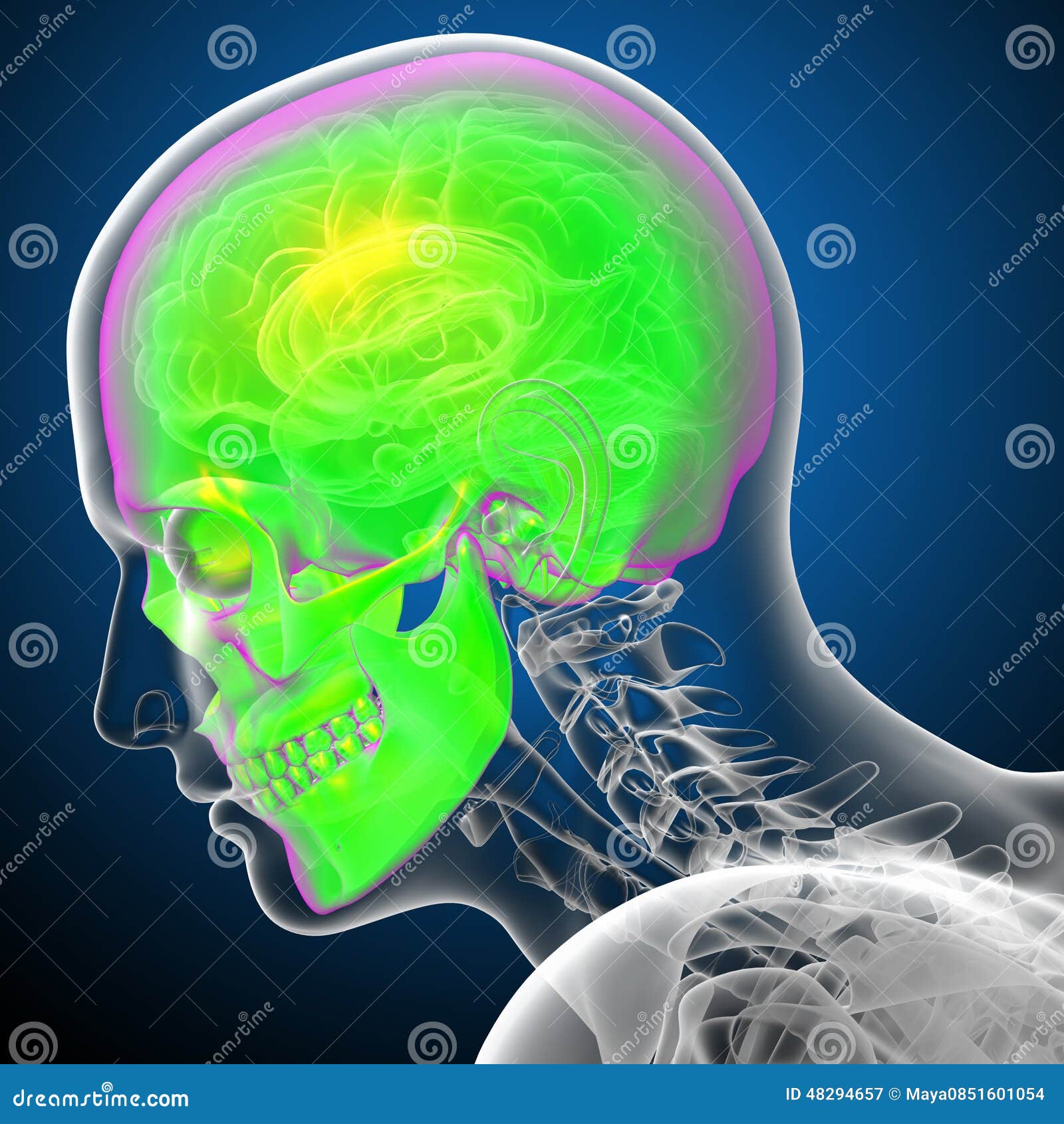 3d Render Medical Illustration of the Human Skull Stock Illustration ...