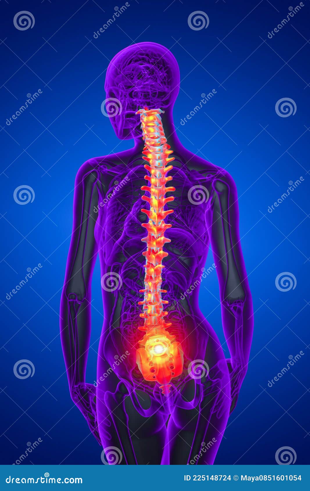 3d Render Medical Illustration of the Human Spine Stock Illustration ...