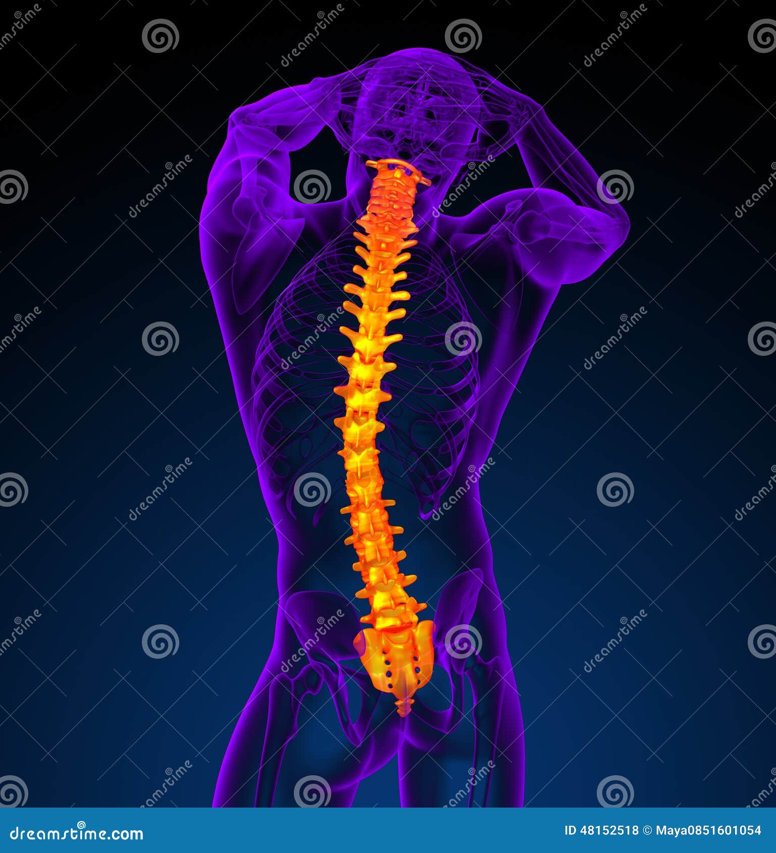 3d Render Medical Illustration of the Human Spine Stock Illustration ...