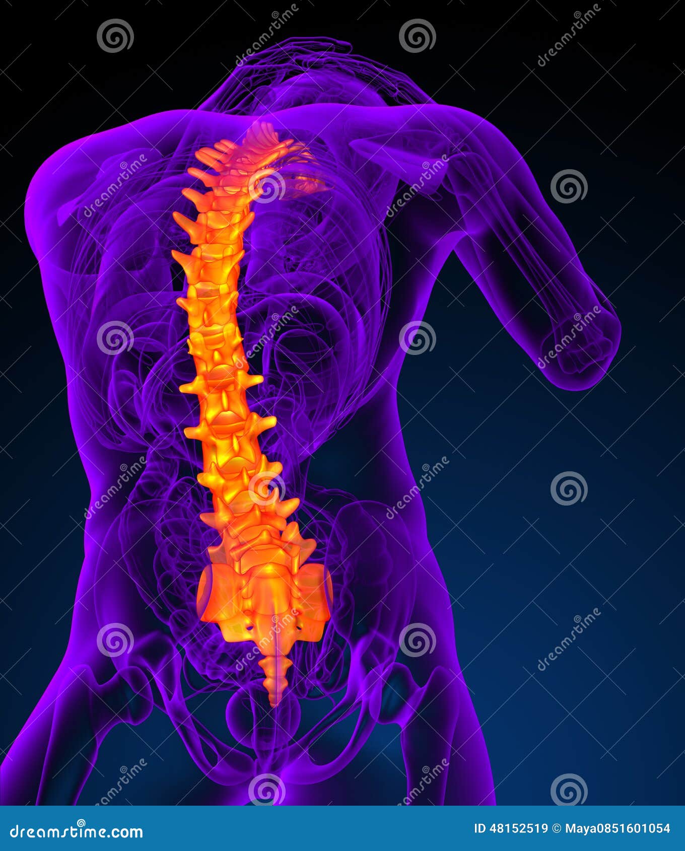 3d Render Medical Illustration of the Human Spine Stock Illustration ...