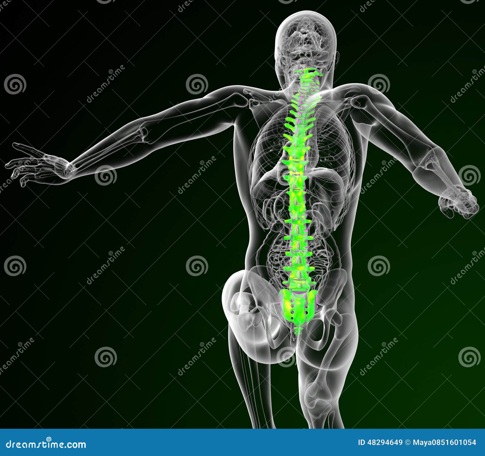 3d Render Medical Illustration of the Human Spine Stock Illustration ...