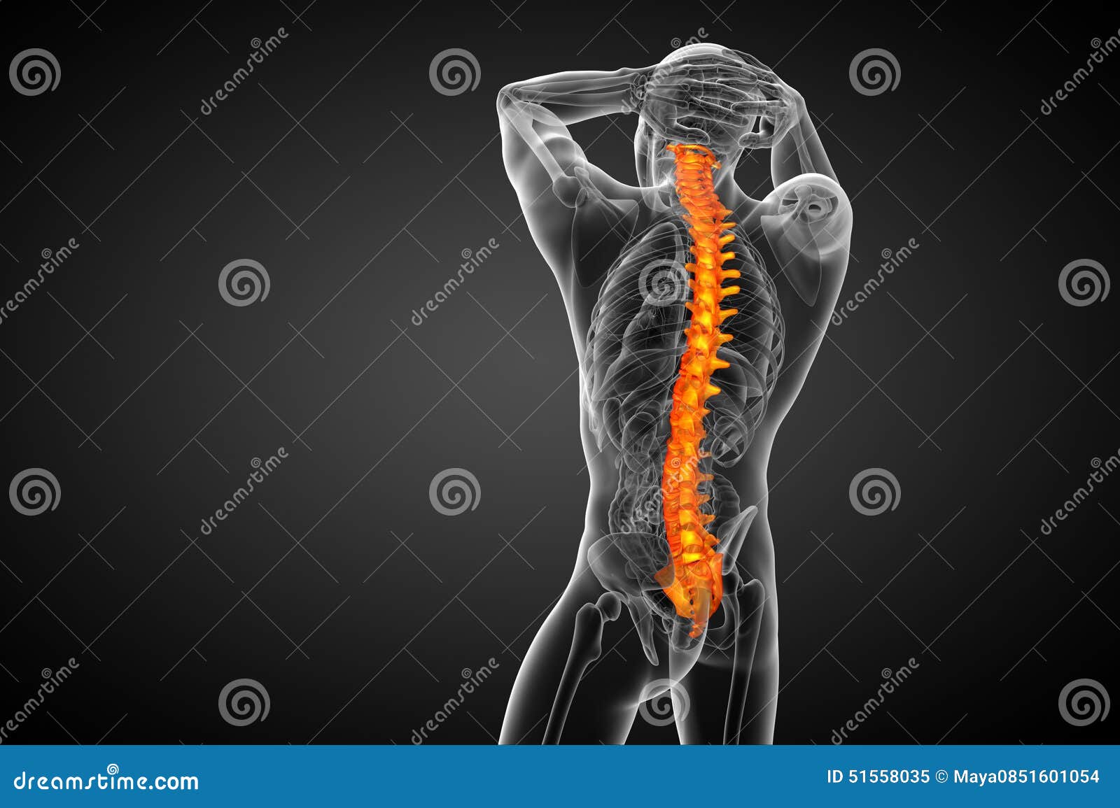 3d Render Medical Illustration of the Human Spine Stock Illustration ...