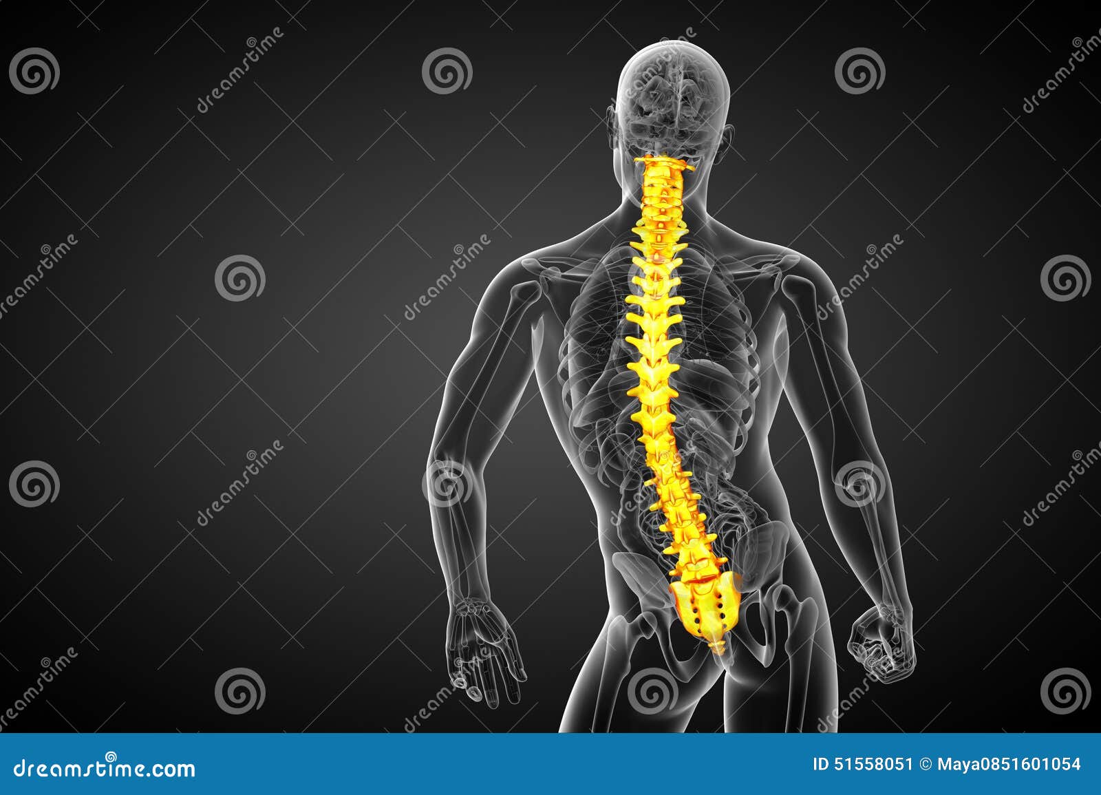 3d Render Medical Illustration of the Human Spine Stock Illustration ...
