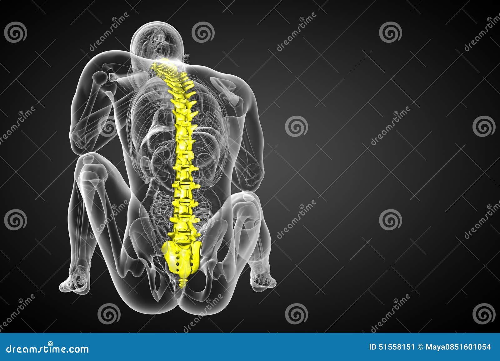 3d Render Medical Illustration of the Human Spine Stock Illustration ...