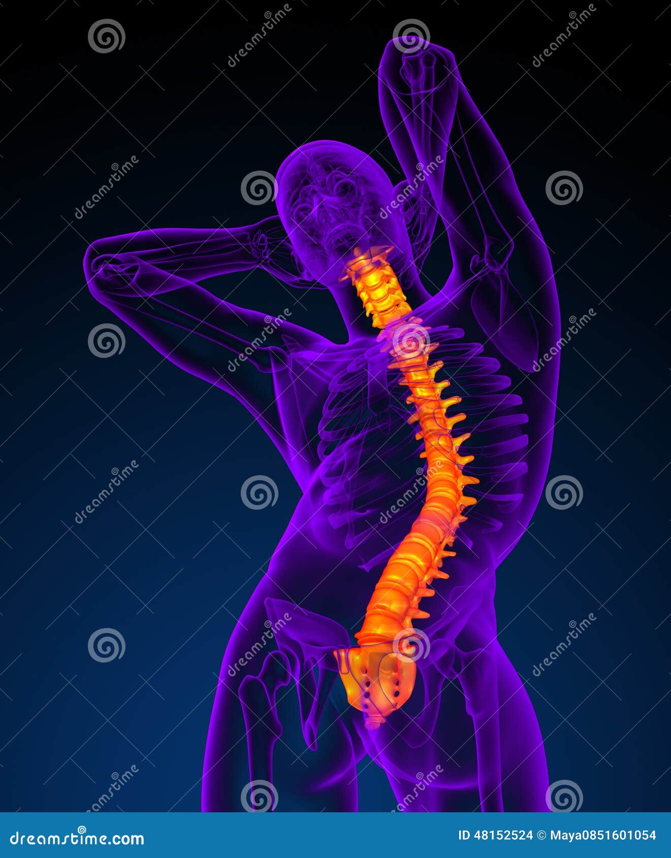 3d Render Medical Illustration of the Human Spine Stock Illustration ...