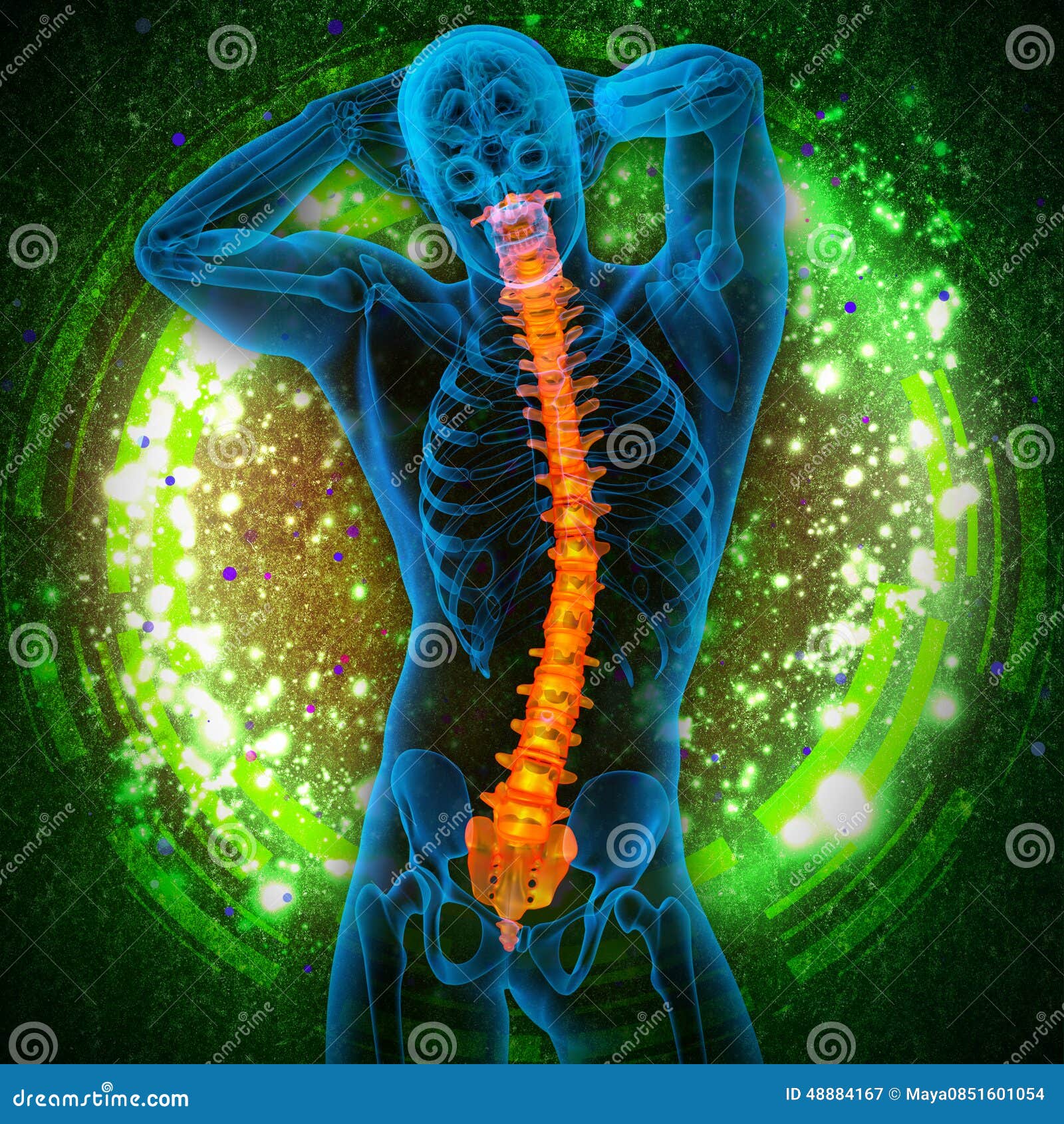 3d Render Medical Illustration Of The Human Spine | CartoonDealer.com ...
