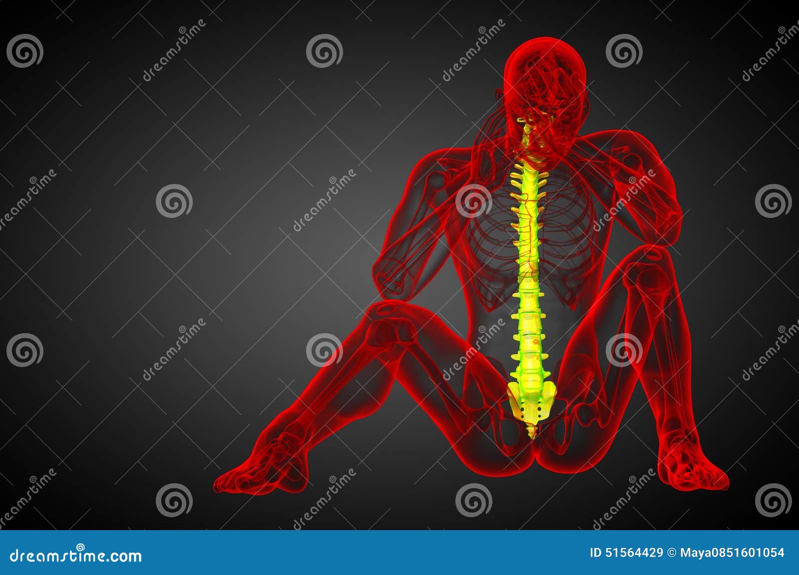 3d Render Medical Illustration of the Human Spine Stock Illustration ...