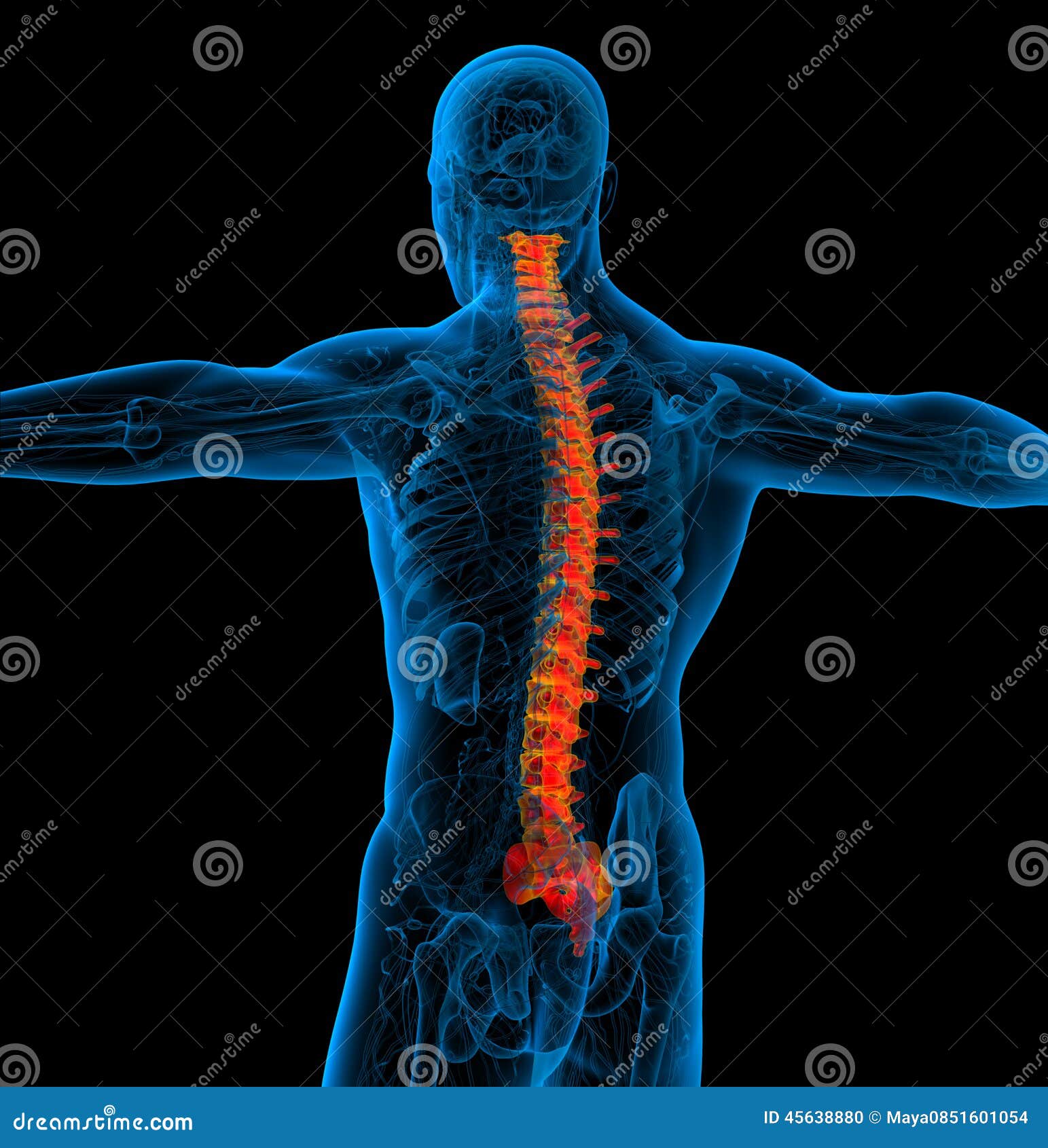 3d Render Medical Illustration of the Human Spine Stock Illustration ...