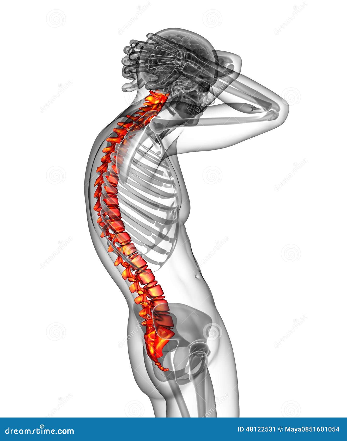3d Render Medical Illustration of the Human Spine Stock Illustration ...