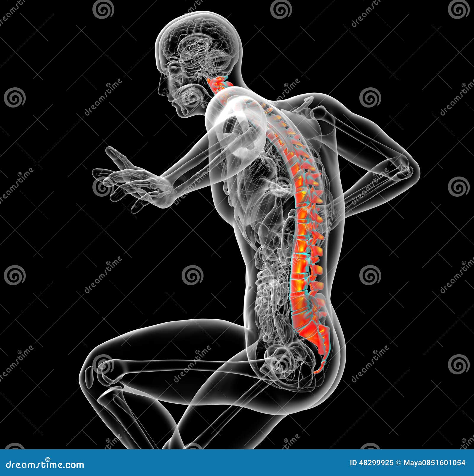 3d Render Medical Illustration Of The Human Spine | CartoonDealer.com ...