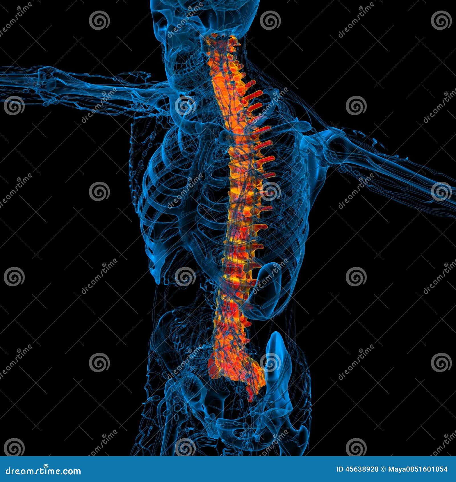 3d Render Medical Illustration of the Human Spine Stock Illustration ...