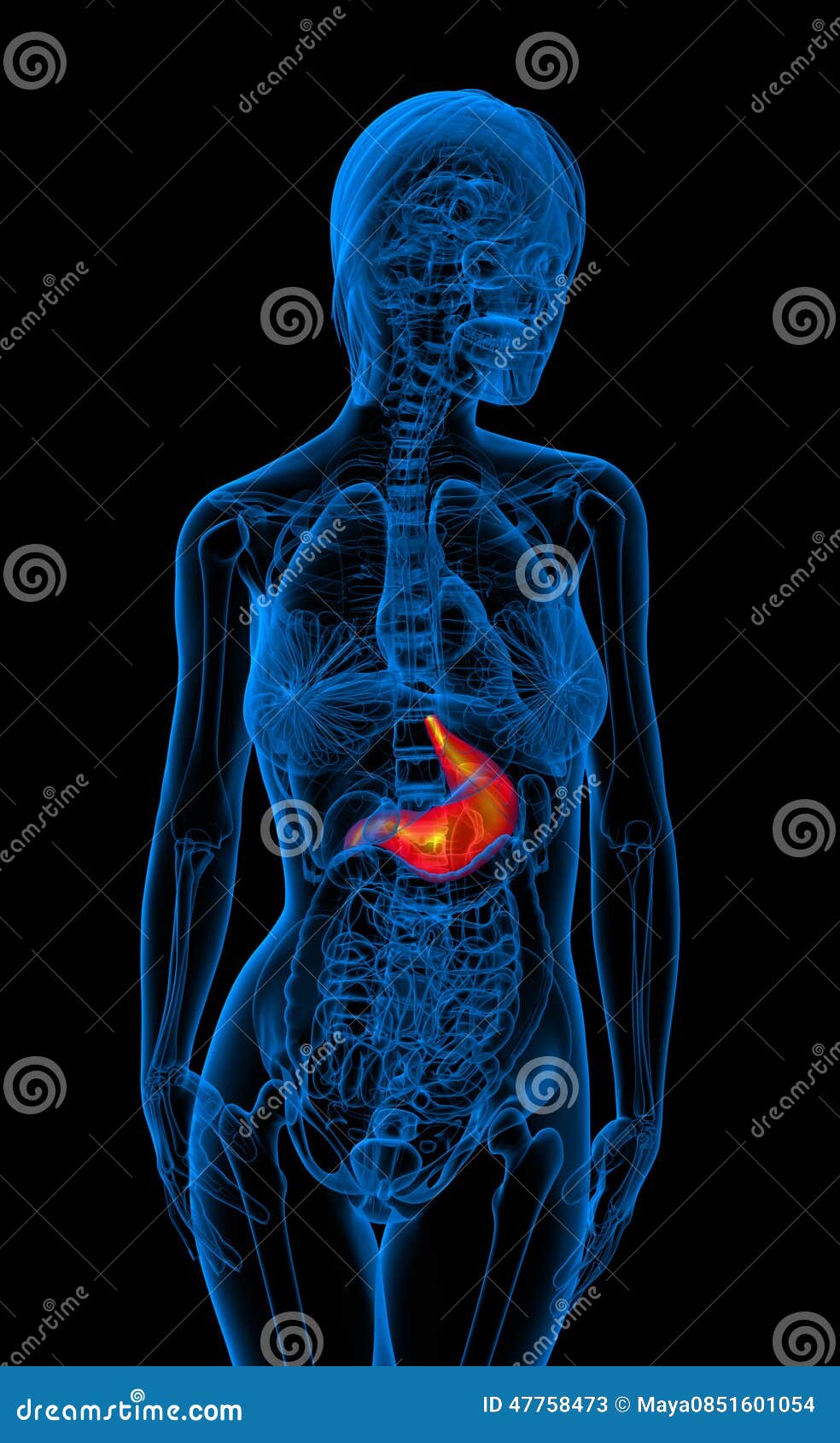 3d Render Medical Illustration of the Human Stomach Stock Illustration ...