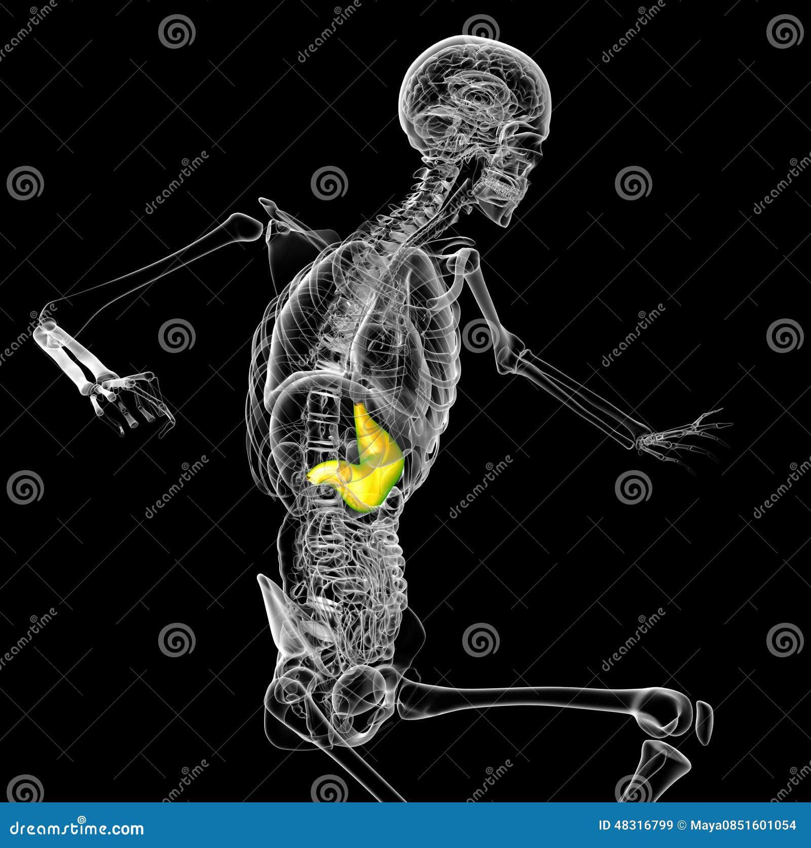 3d Render Medical Illustration of the Human Stomach Stock Illustration ...