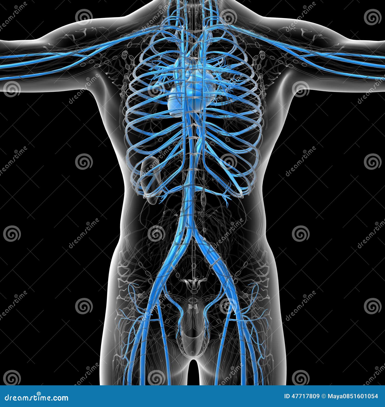 Human Vascular System Stock Illustration | CartoonDealer.com #28960762