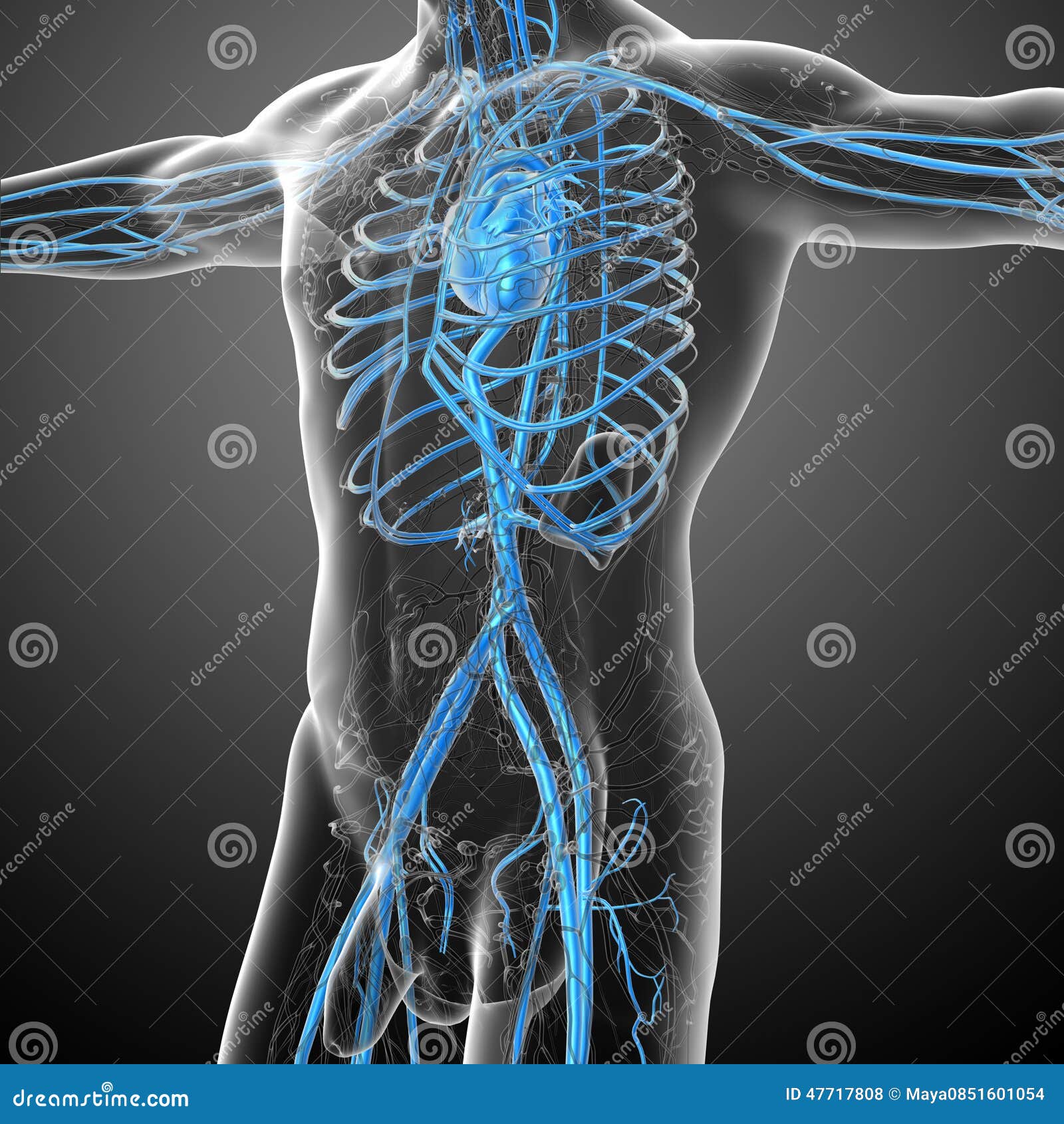 3d Render Medical Illustration of the Human Vascular System Stock ...