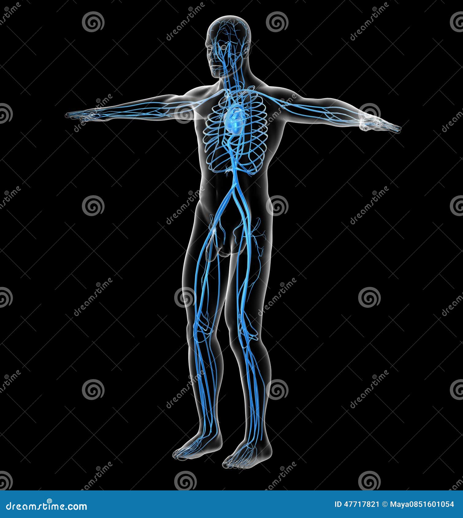 3d Render Medical Illustration of the Human Vascular System Stock ...