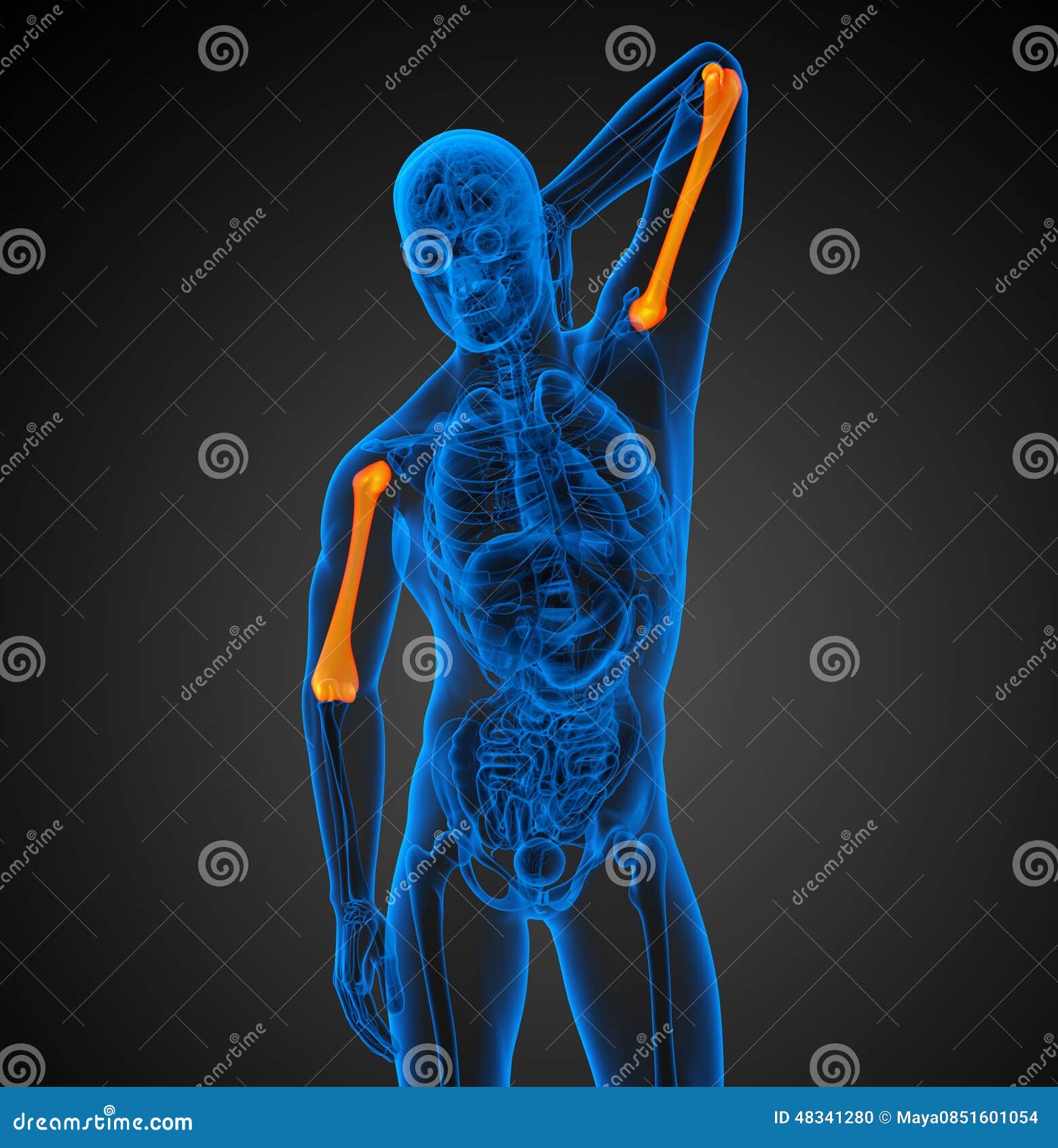 3d Render Medical Illustration of the Humerus Bone Stock Illustration ...