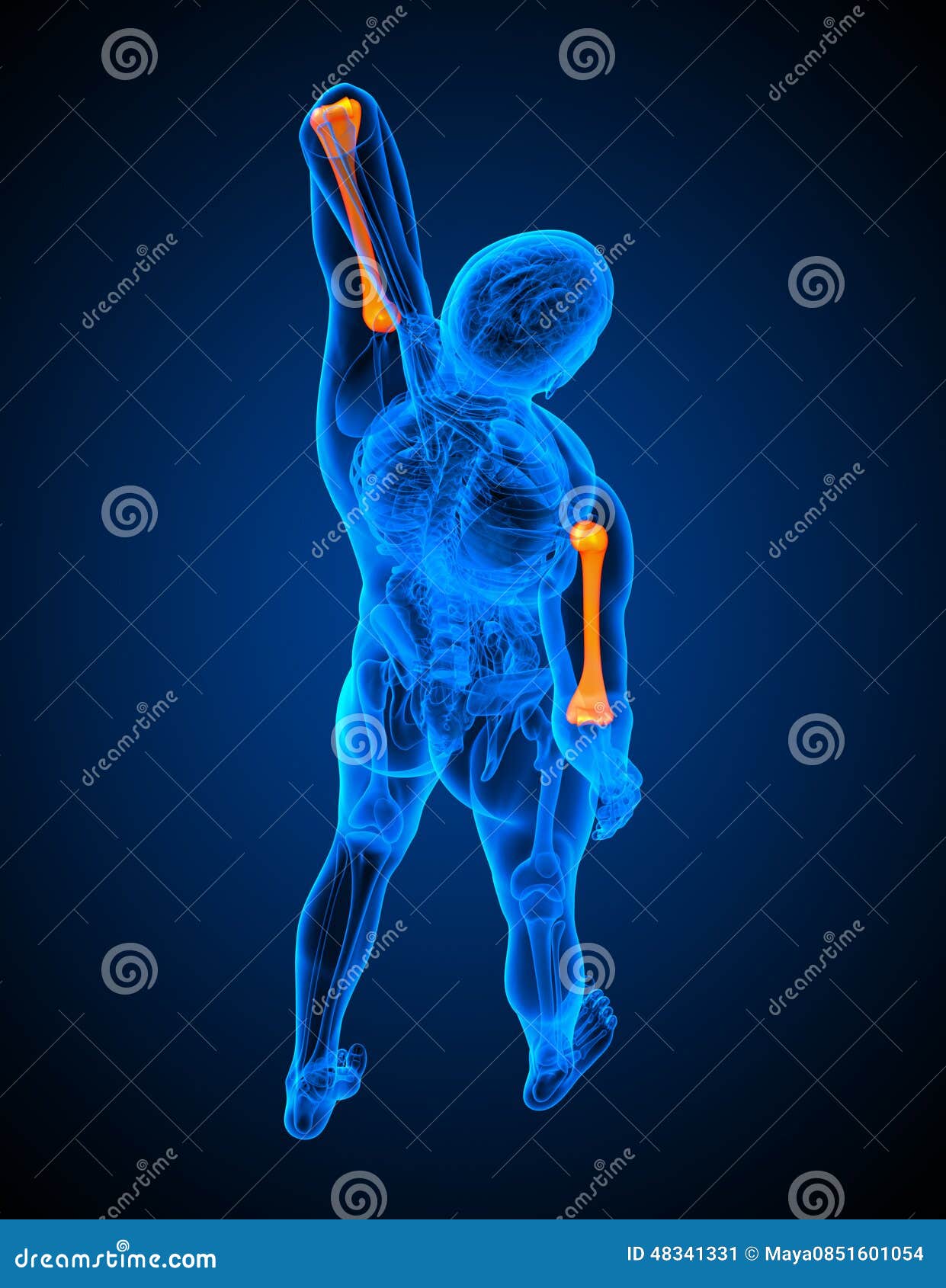 Humerus Bone Labeled Vector Illustration Diagram | CartoonDealer.com ...
