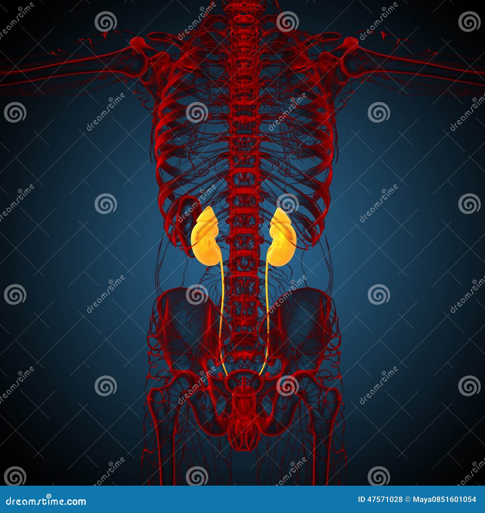 3d Render Medical Illustration of the Kidney Stock Illustration ...