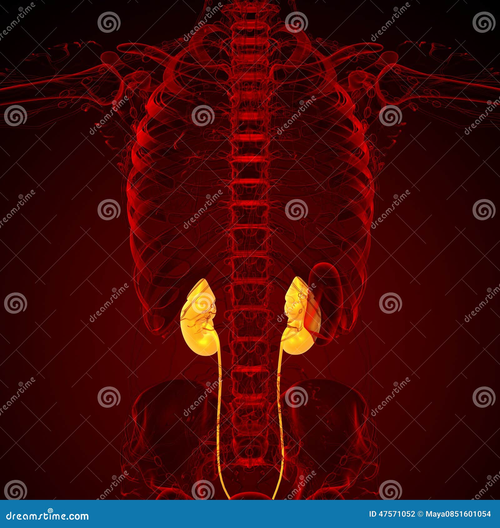 3d Render Medical Illustration of the Kidney Stock Illustration ...