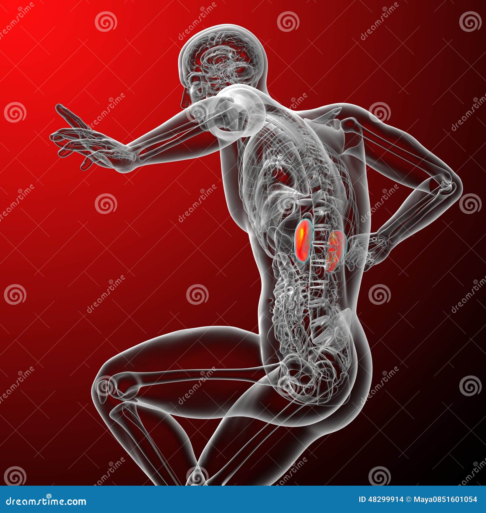 Kidney Location Side View