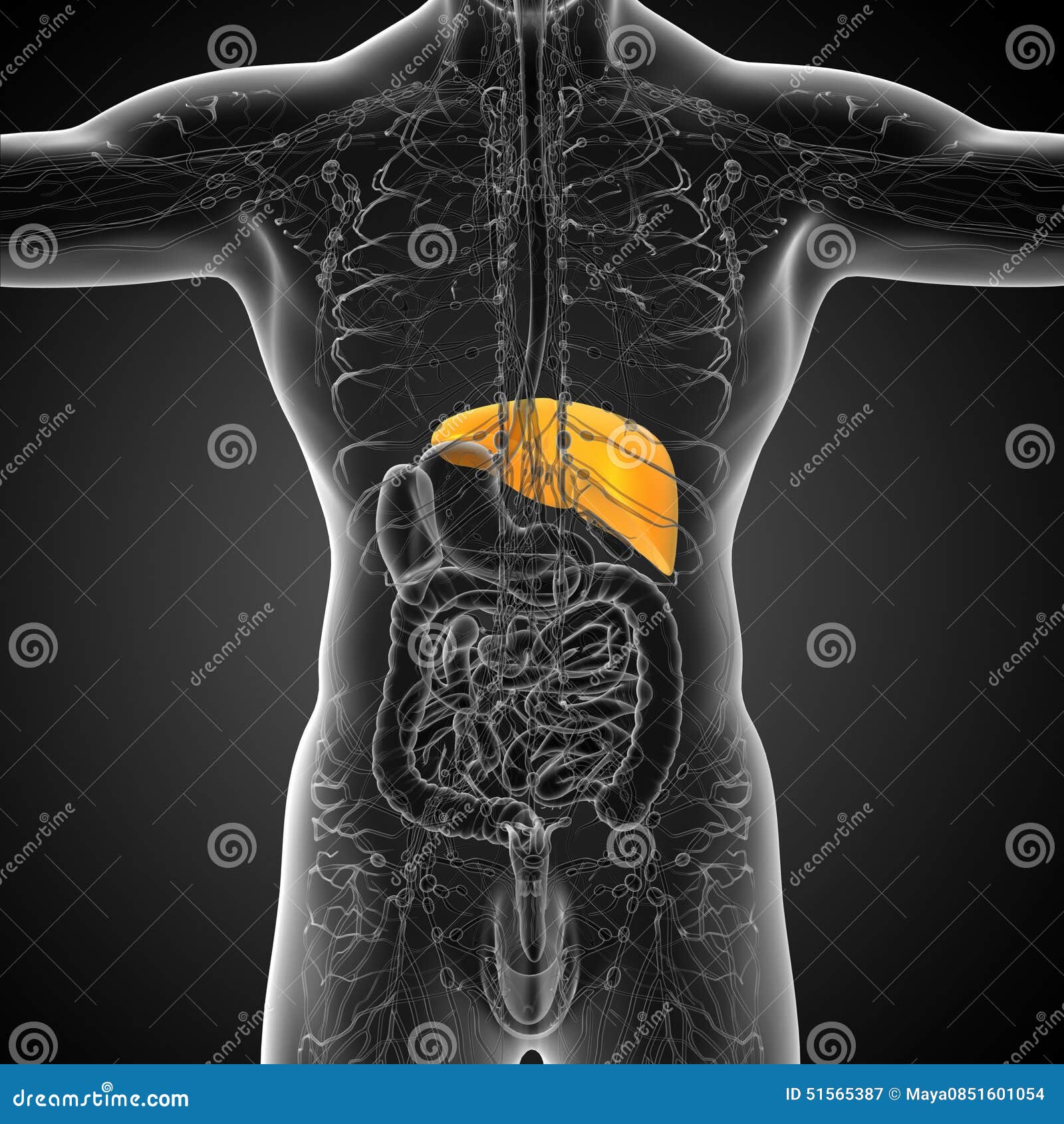 3d Render Medical Illustration of the Liver Stock Illustration ...