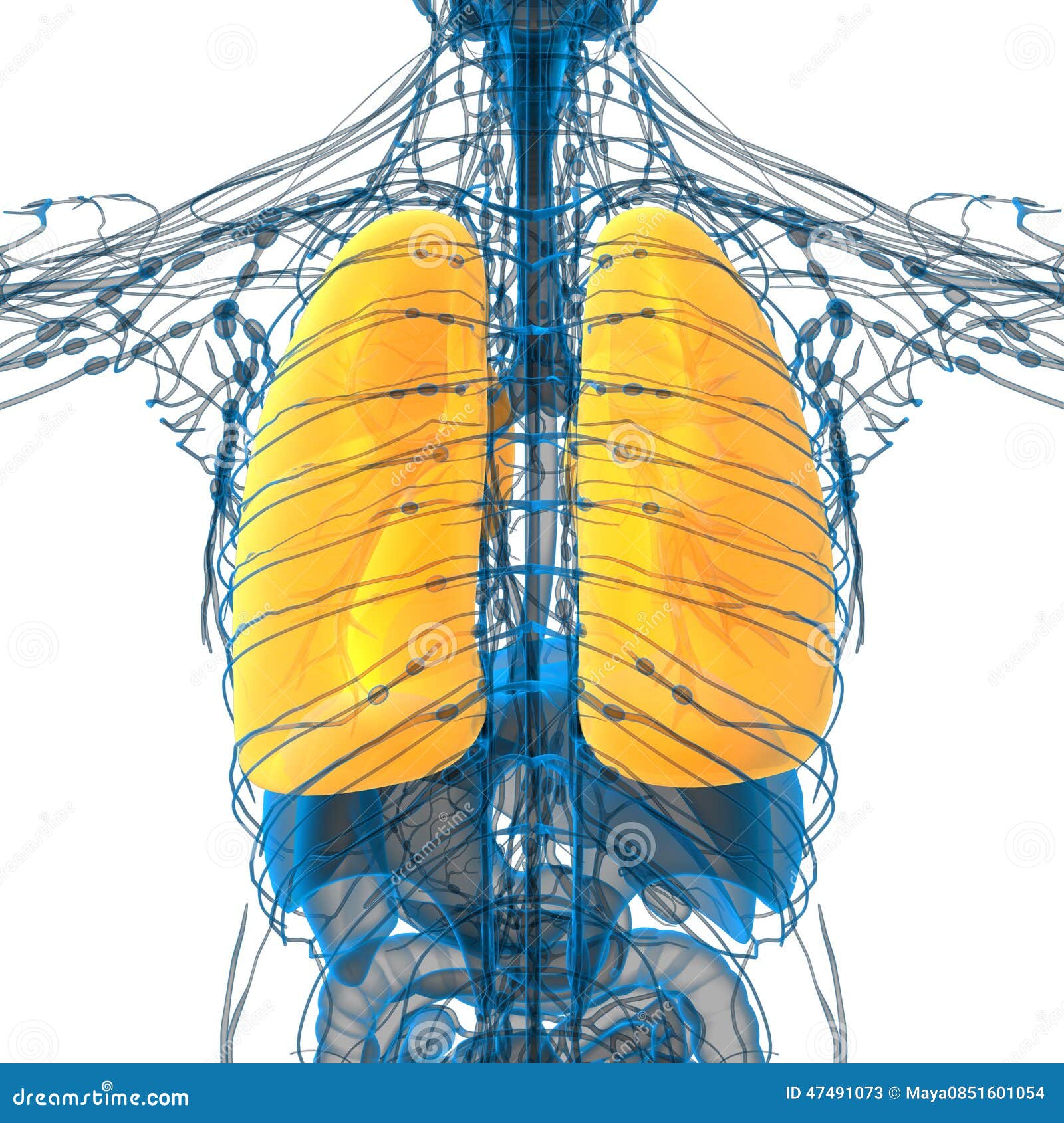 3d Render Medical Illustration of the Lung Stock Illustration ...