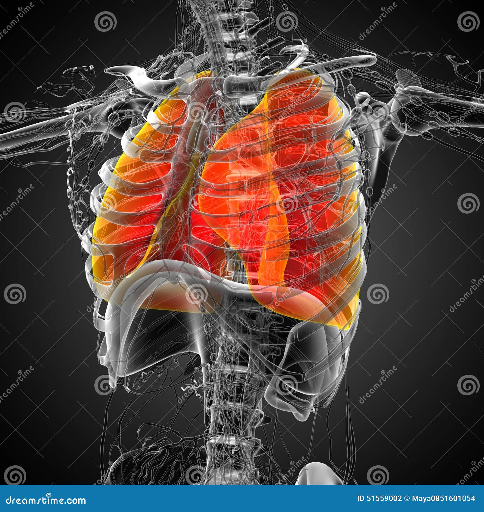 3d Render Medical Illustration of the Lung Stock Illustration ...