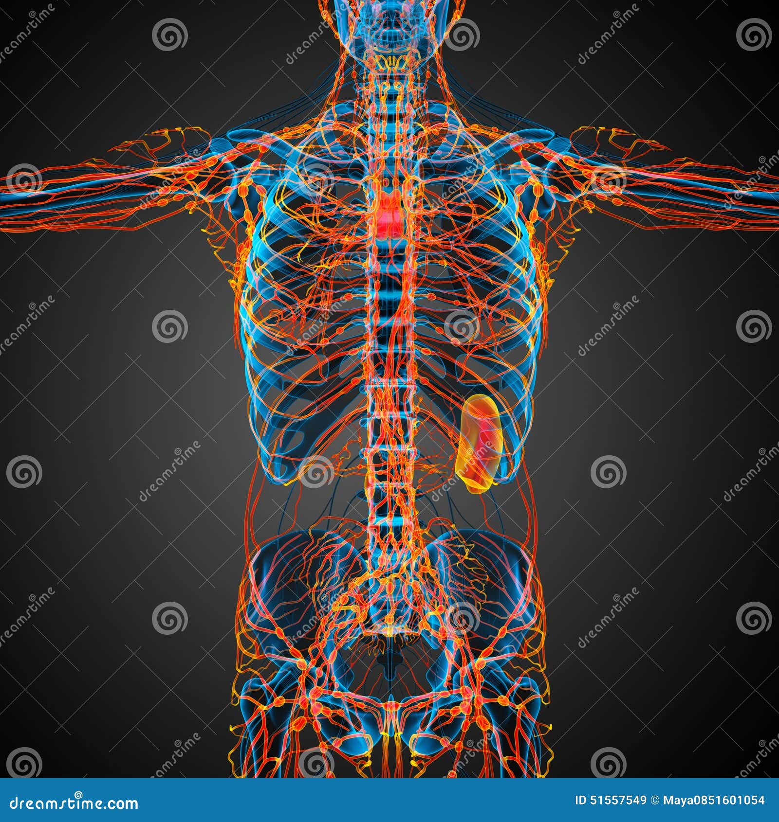3d Render Medical Illustration of the Lymphatic System Stock ...