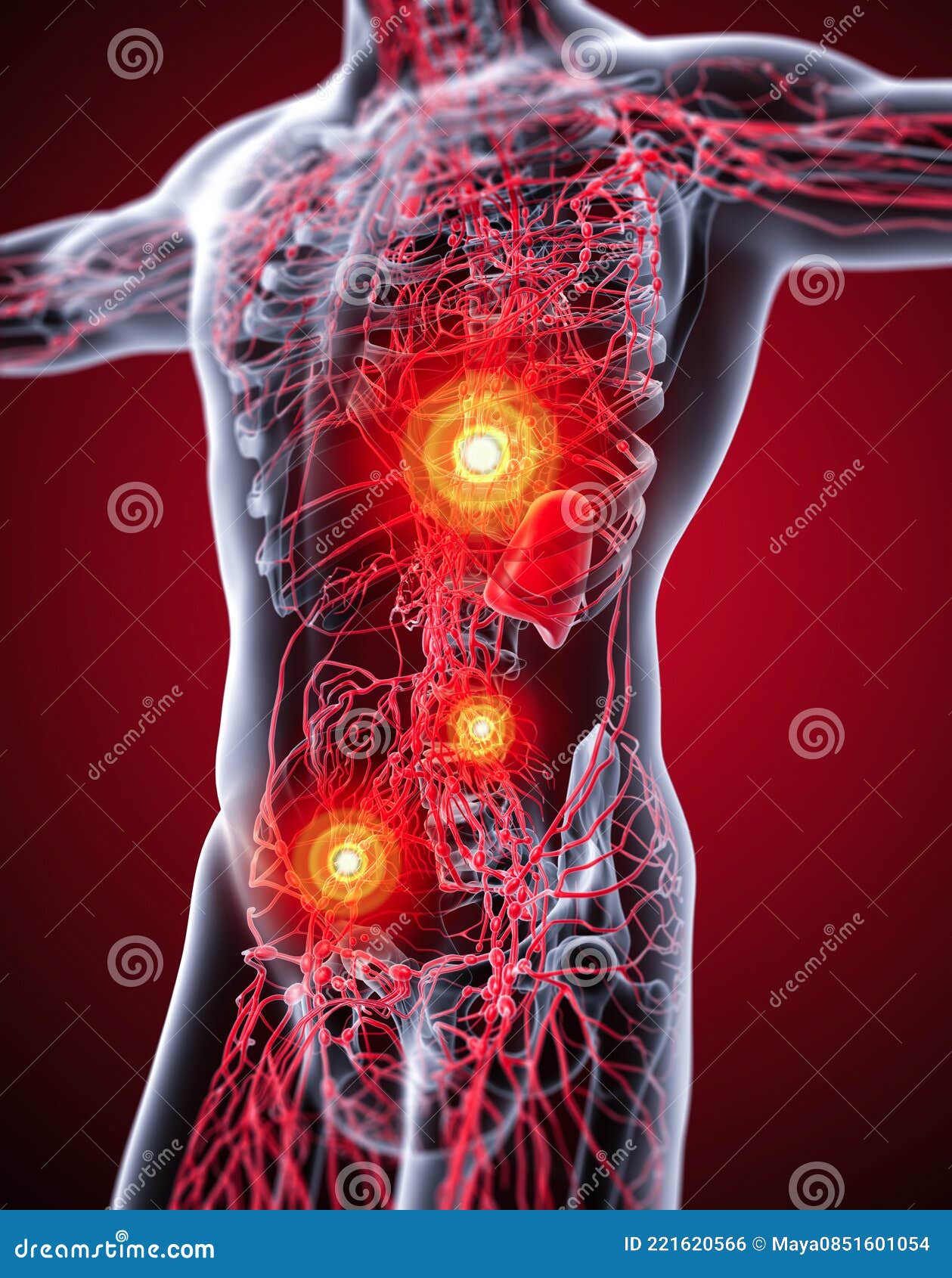 3d Render Medical Illustration of the Lymphatic System Stock ...