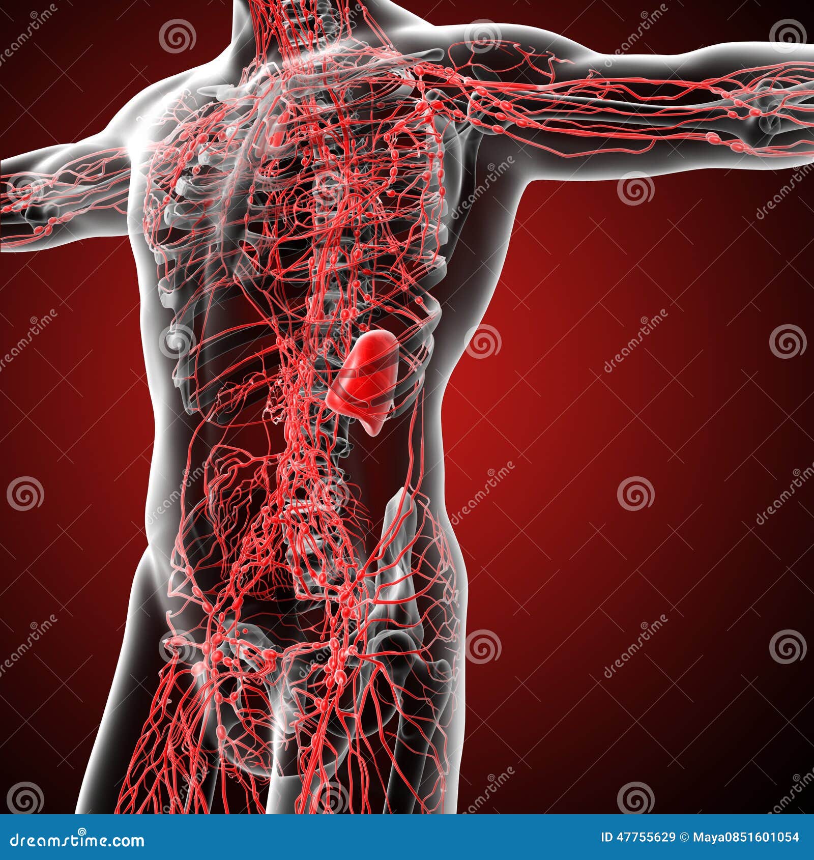 3d Render Medical Illustration of the Lymphatic System Stock ...