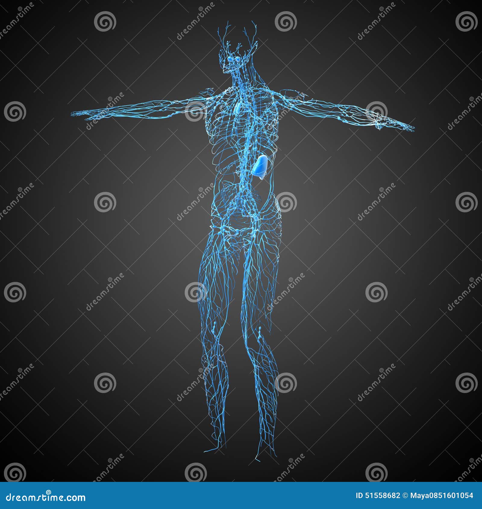 3d Render Medical Illustration of the Lymphatic System Stock ...