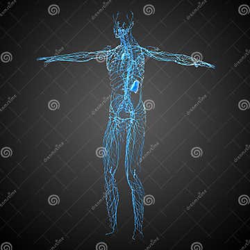 3d Render Medical Illustration of the Lymphatic System Stock ...