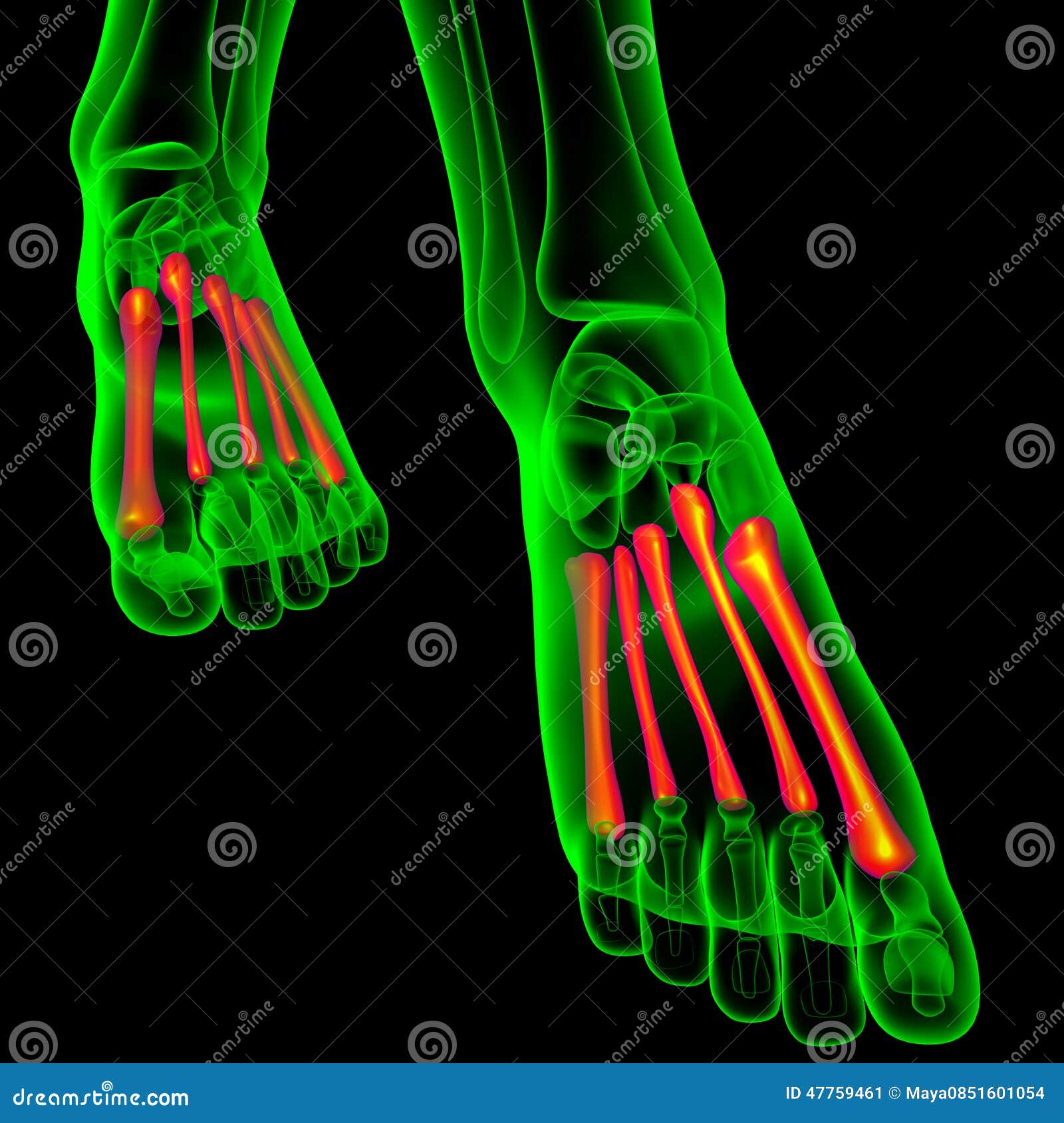 Metatarsal Bones, 3D Model Stock Photo | CartoonDealer.com #97312674