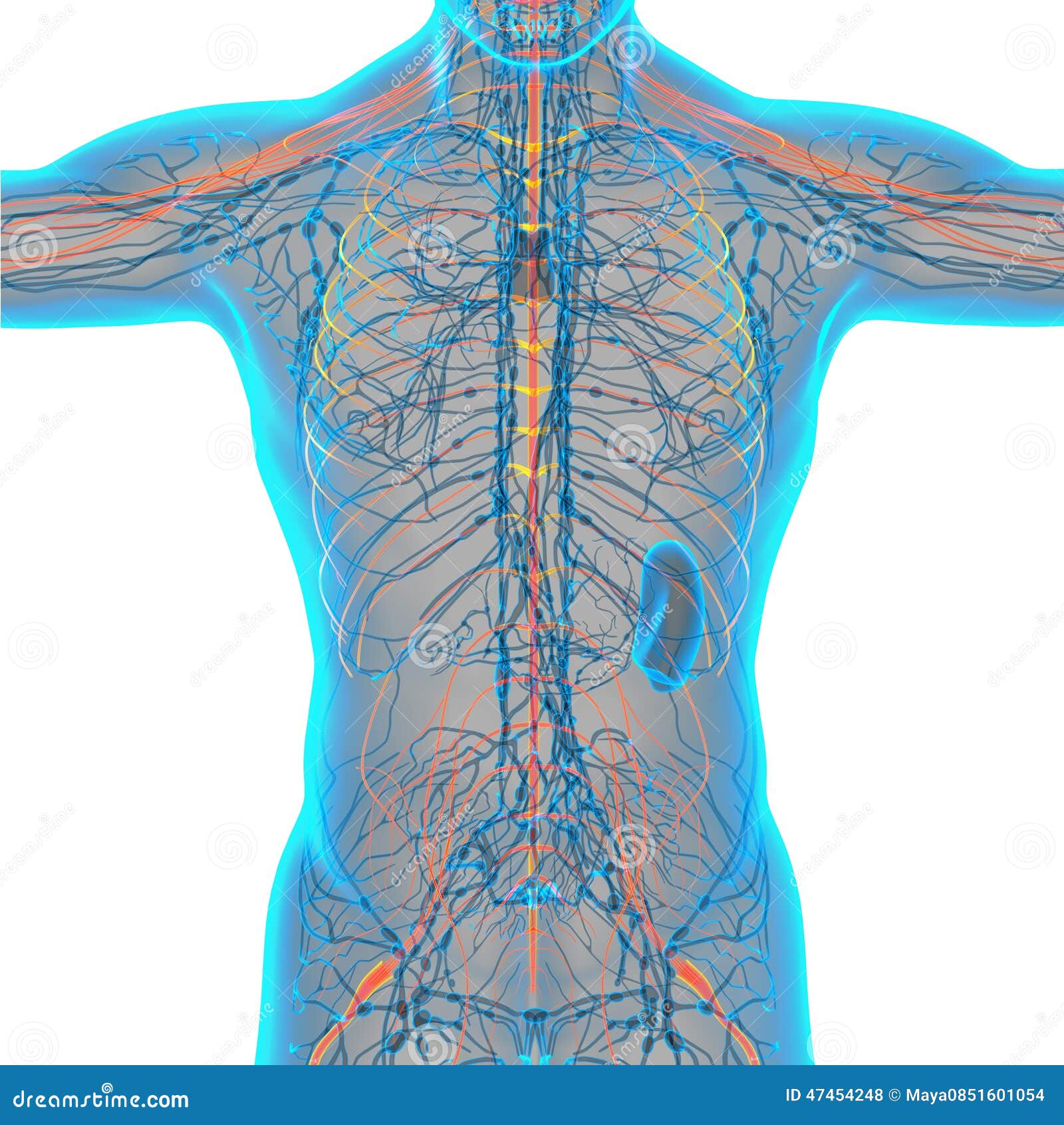3d Render Medical Illustration of the Nerve System Stock Illustration ...