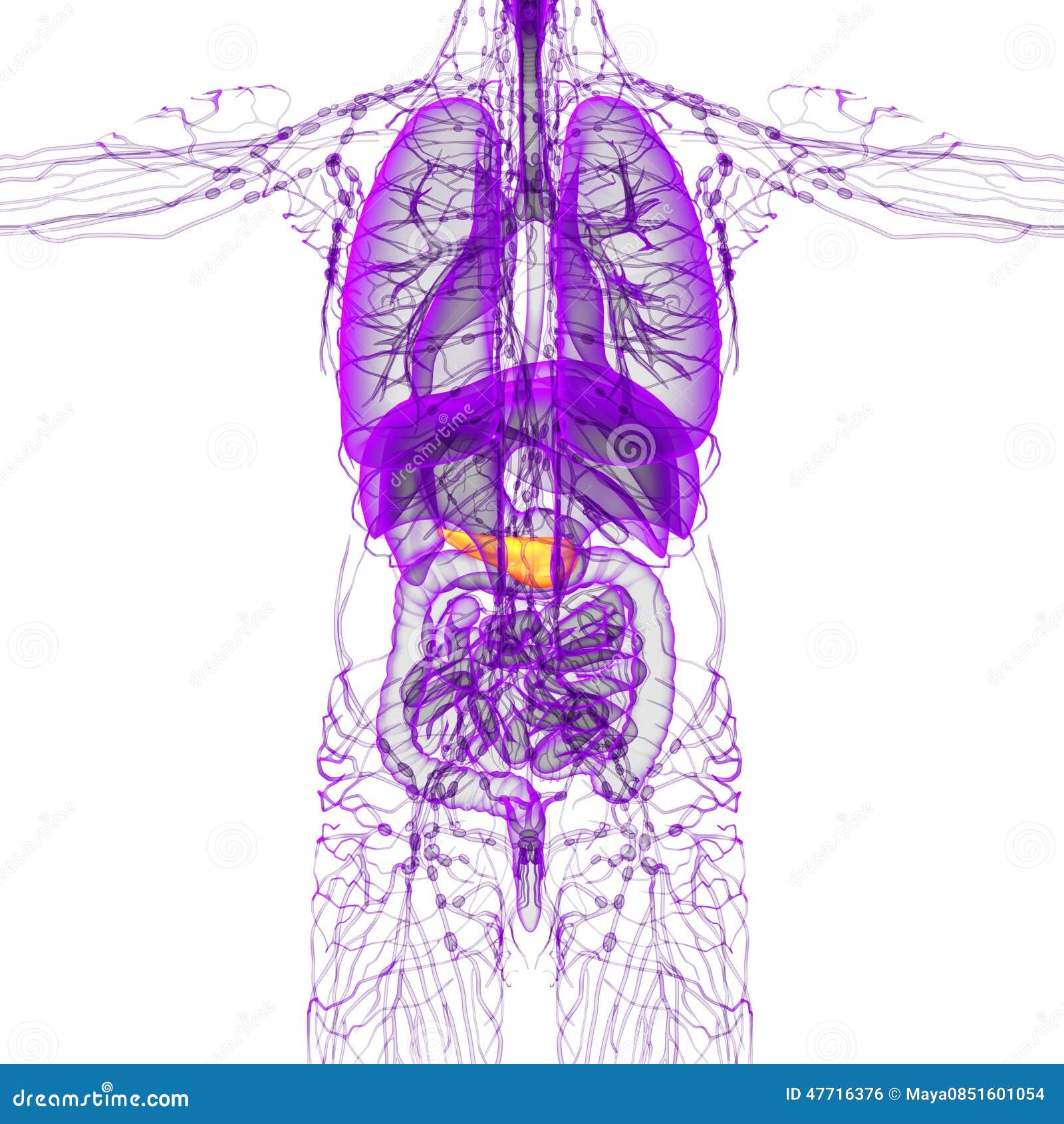 3d Render Medical Illustration Of The Pancreas Royalty-Free Cartoon ...