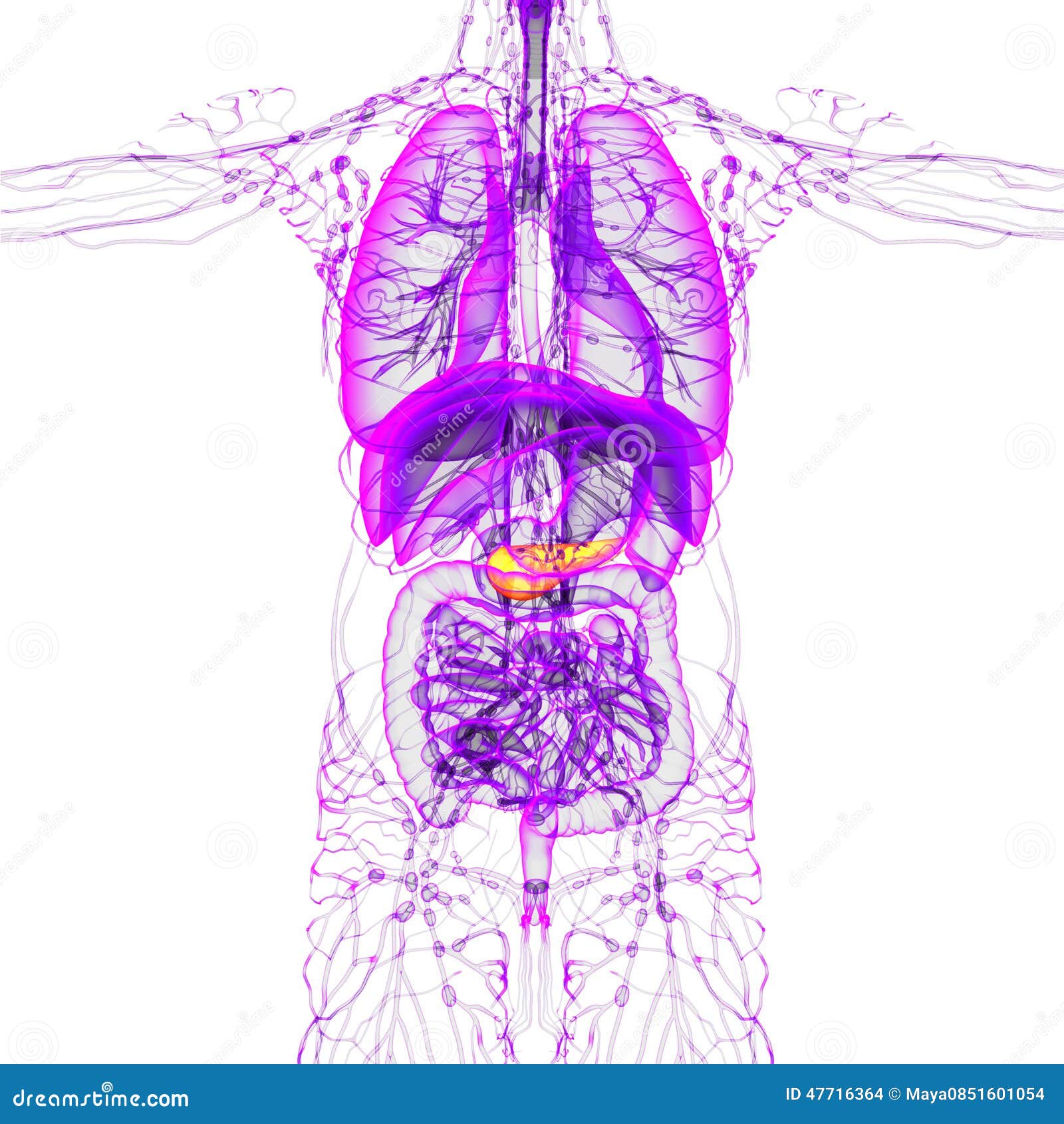 3d Render Medical Illustration of the Pancreas Stock Illustration ...
