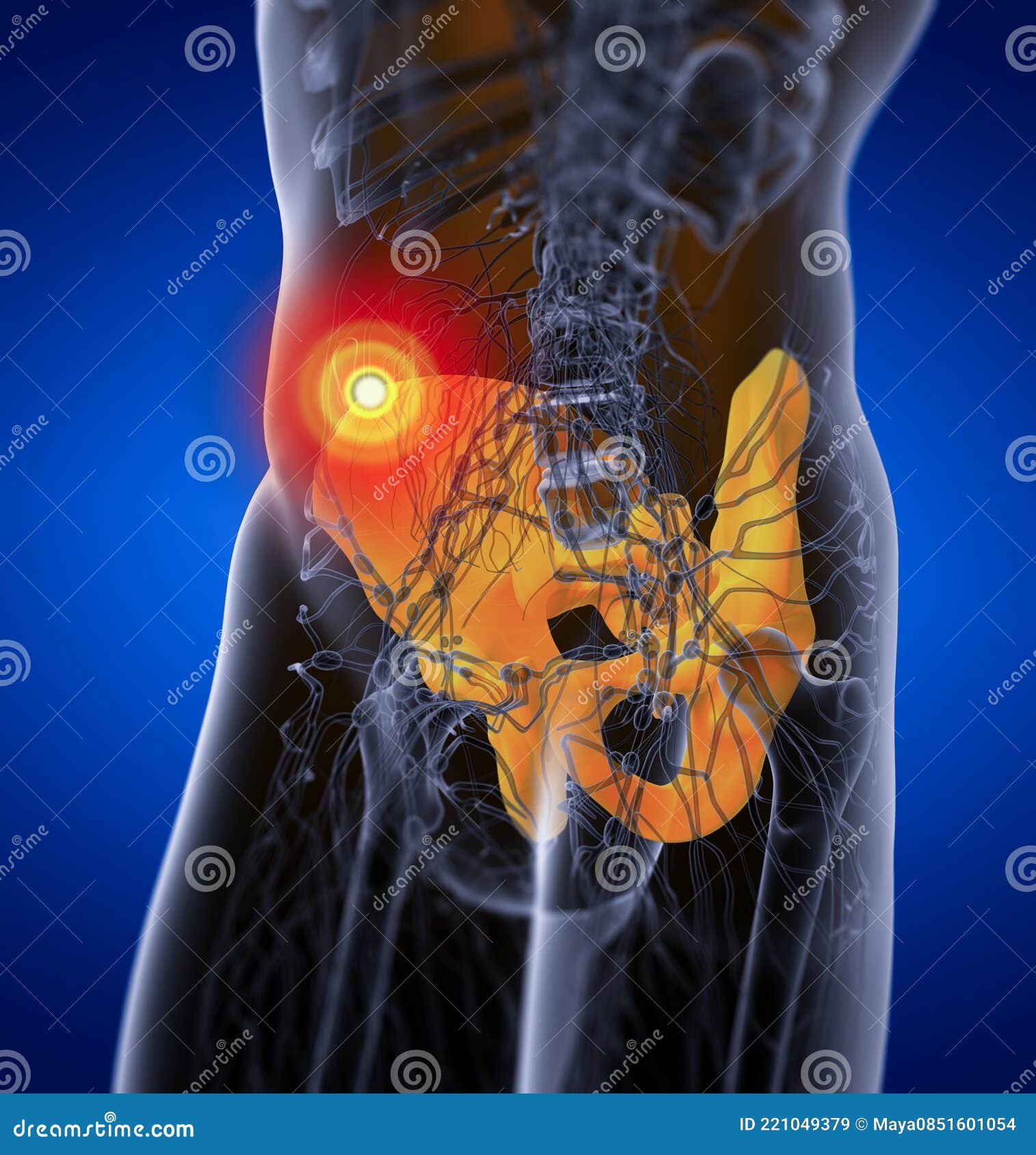 3d Render Medical Illustration of the Pelvis Bone Stock Illustration ...