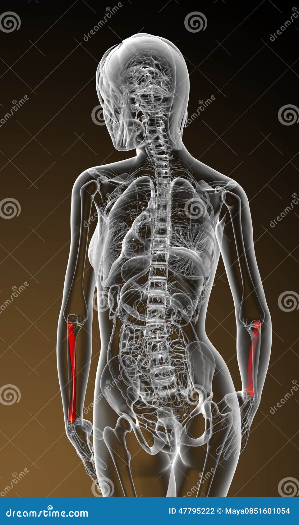 Radius Bone Royalty-Free Cartoon | CartoonDealer.com #88898558