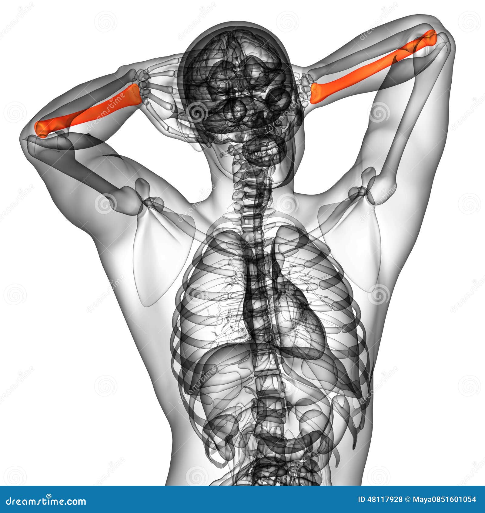 3d Render Medical Illustration of the Radius Bone Stock Illustration ...
