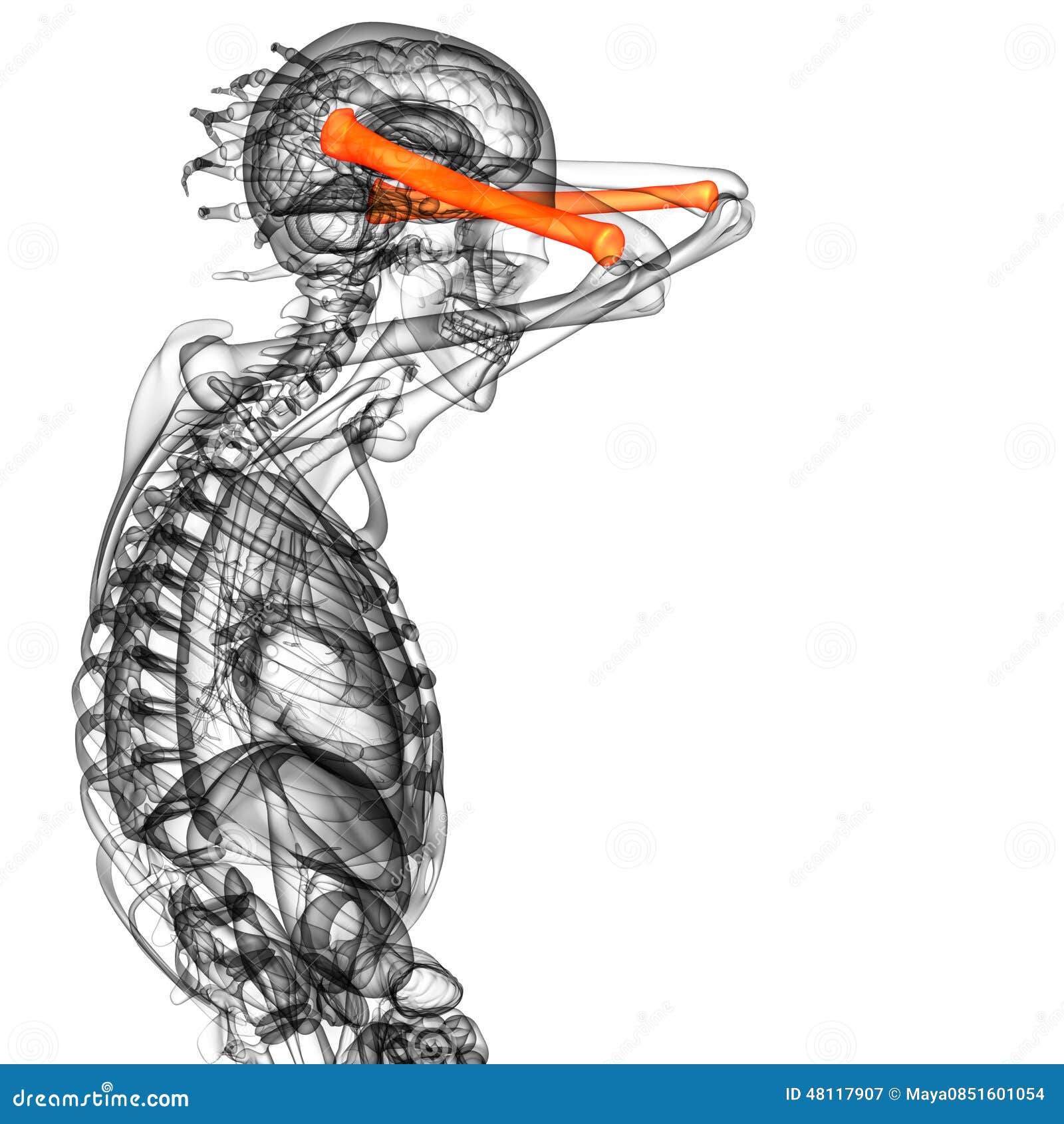 Radius Bone Royalty-Free Cartoon | CartoonDealer.com #88898558