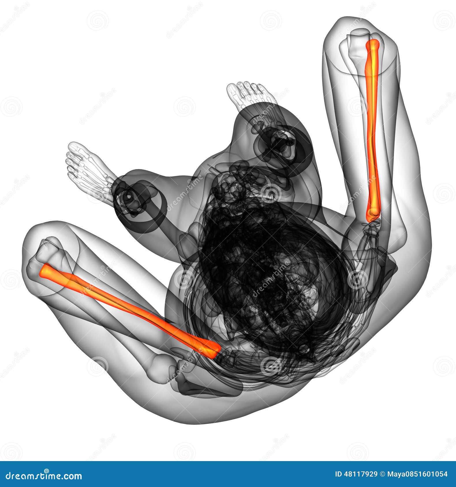Radius Bone Royalty-Free Cartoon | CartoonDealer.com #88898558