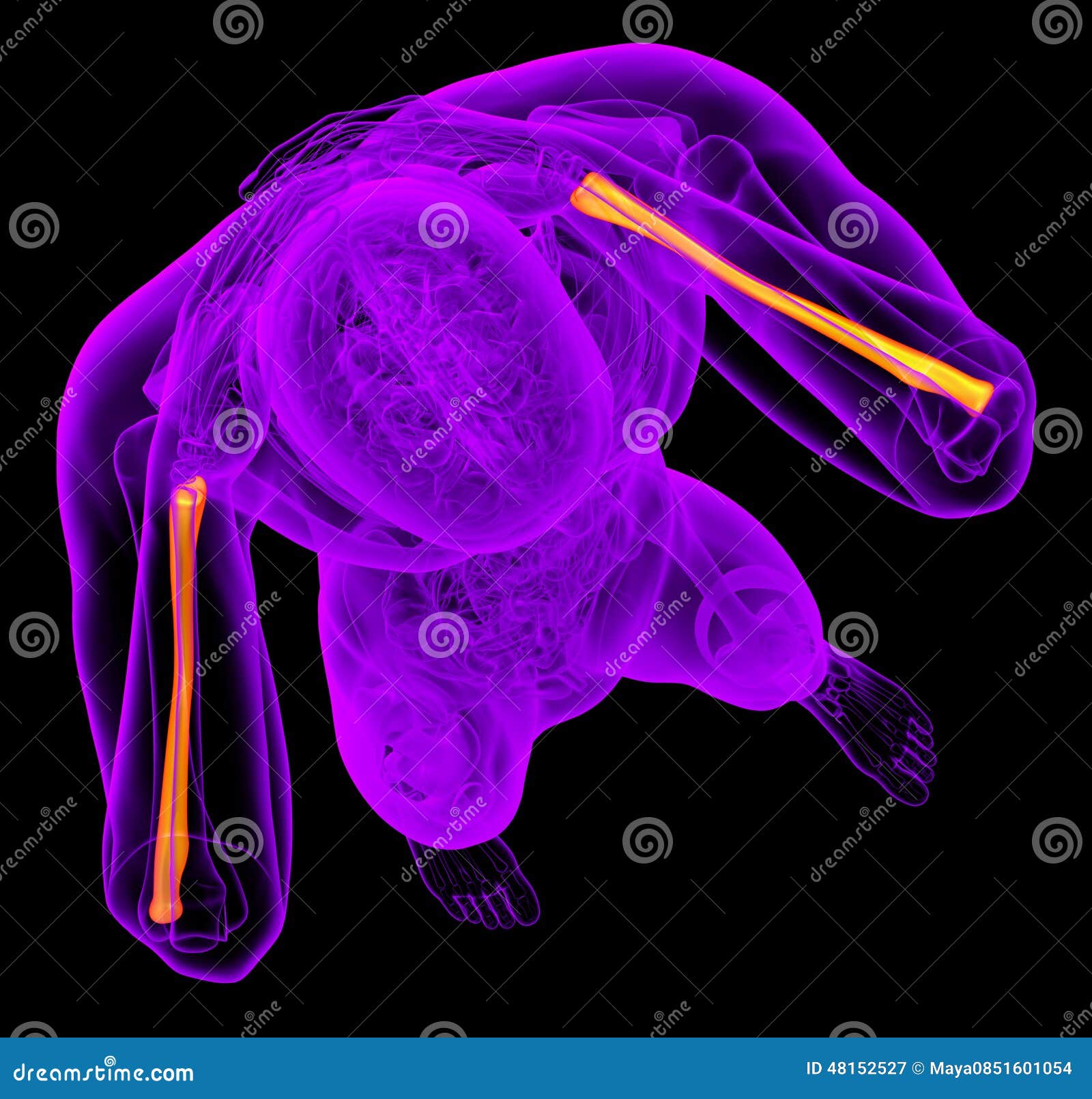 Radius Bone Royalty-Free Cartoon | CartoonDealer.com #88898558