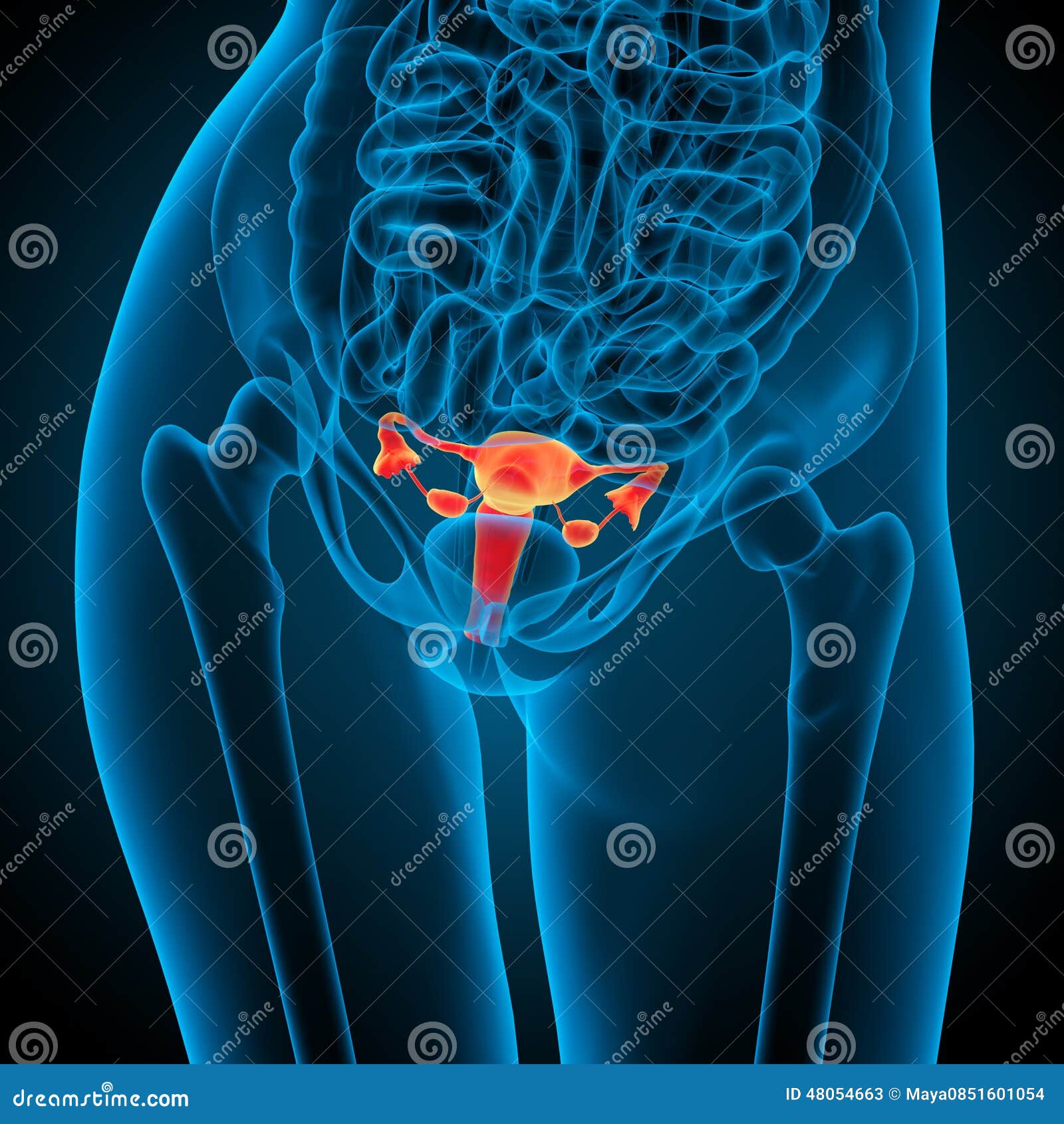 3d Render Medical Illustration of the Reproductive System Stock ...