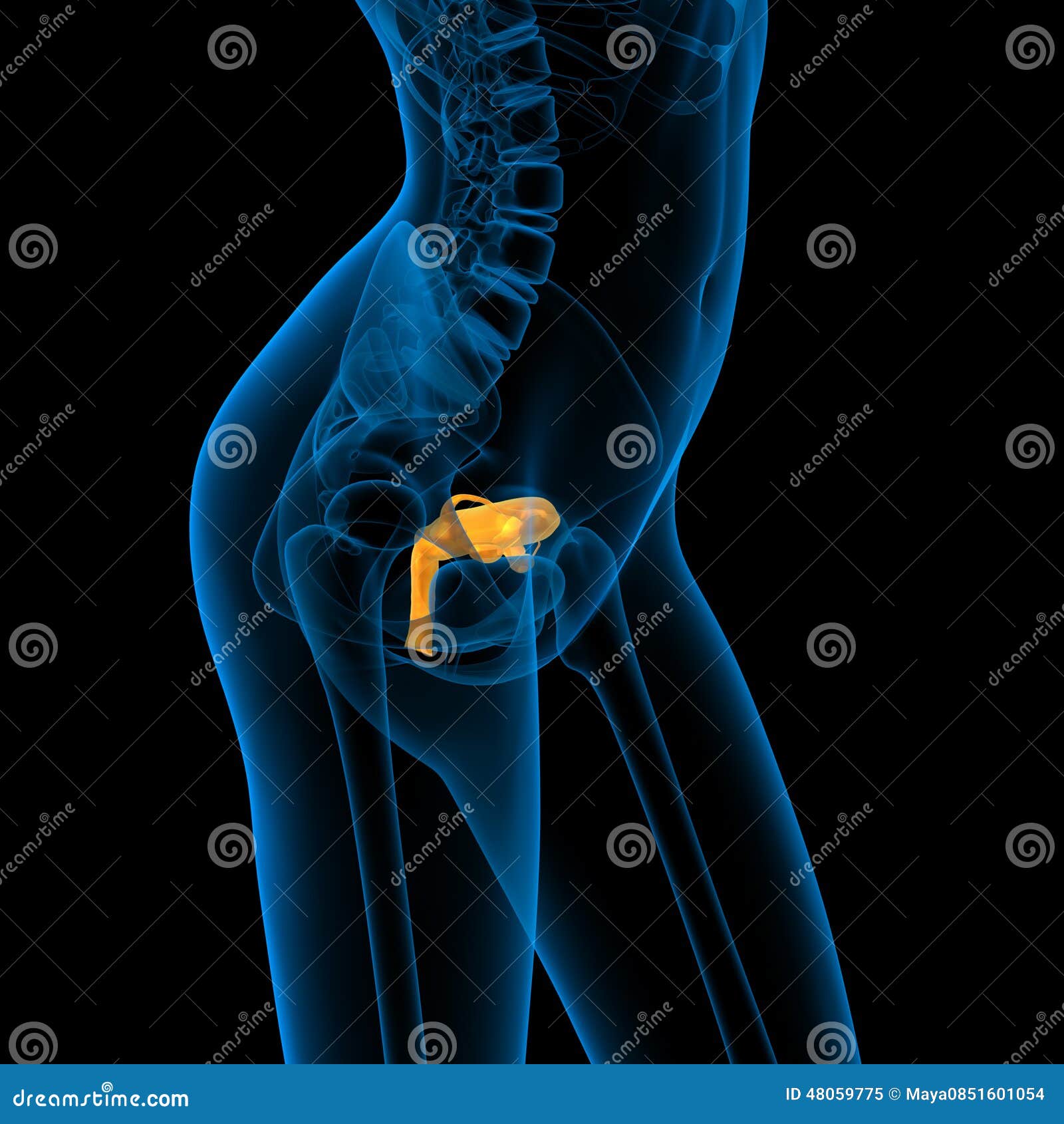 3d Render Medical Illustration Of The Reproductive System ...