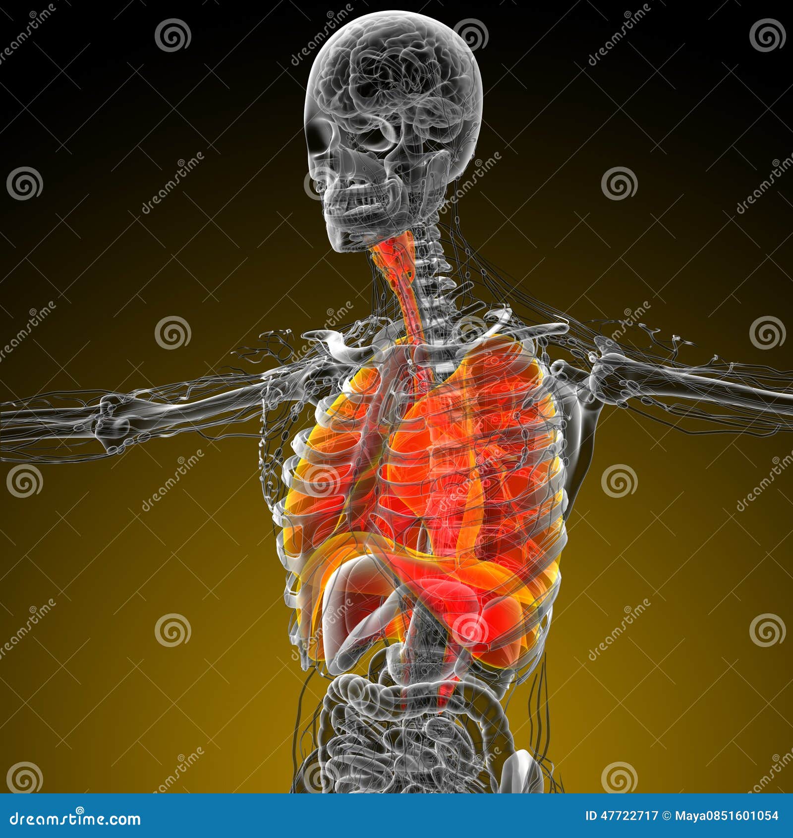 3d Render Medical Illustration of the Respiratory System Stock ...