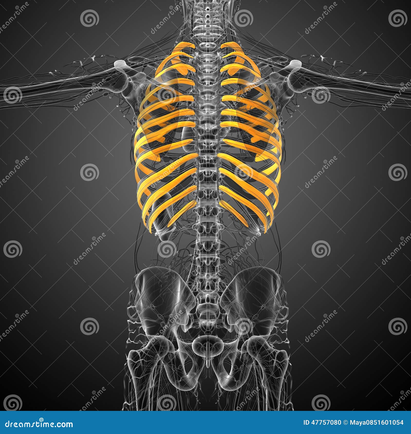 3d Render Medical Illustration of the Ribcage Stock Illustration ...