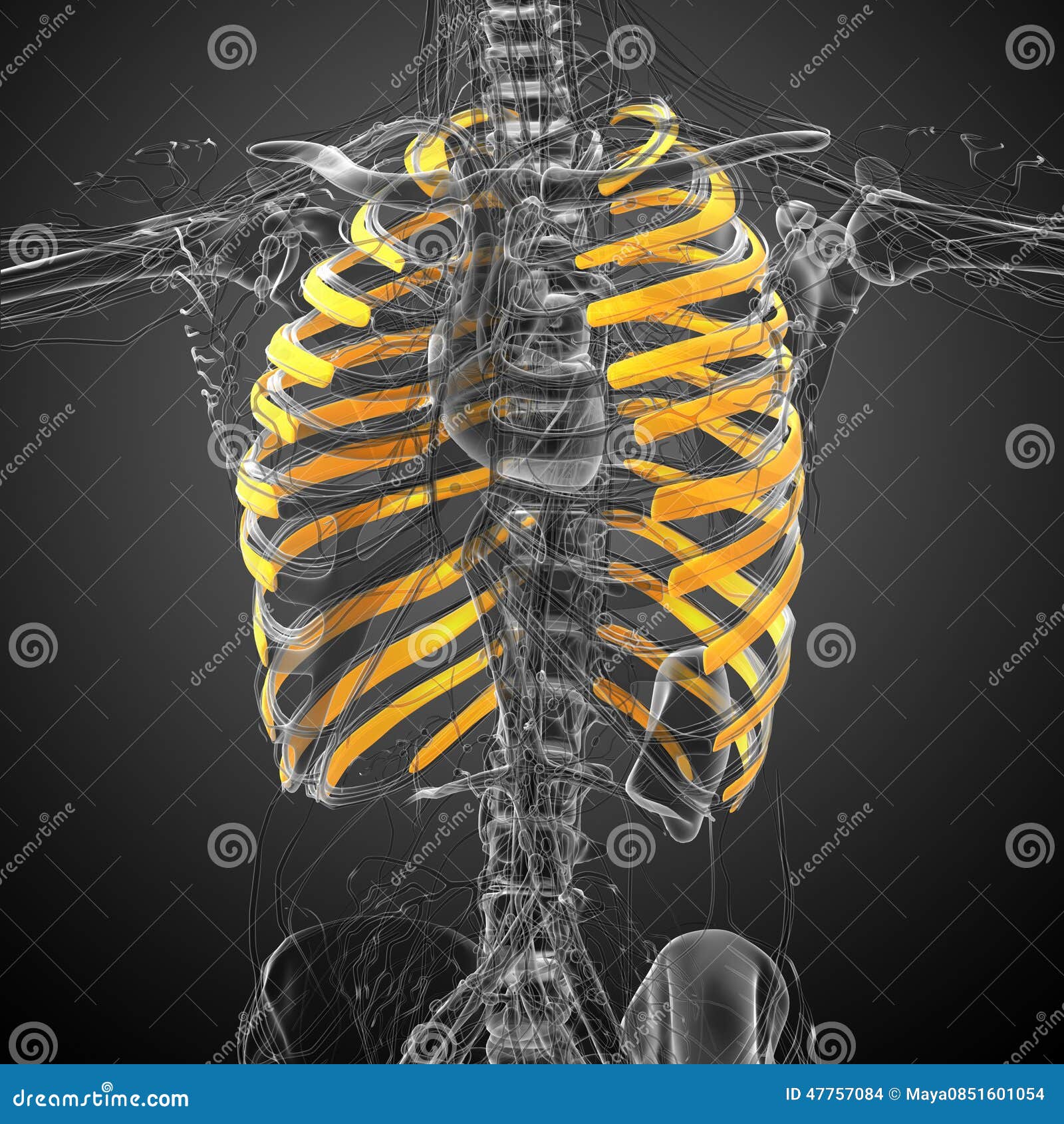 3d Render Medical Illustration of the Ribcage Stock Illustration ...