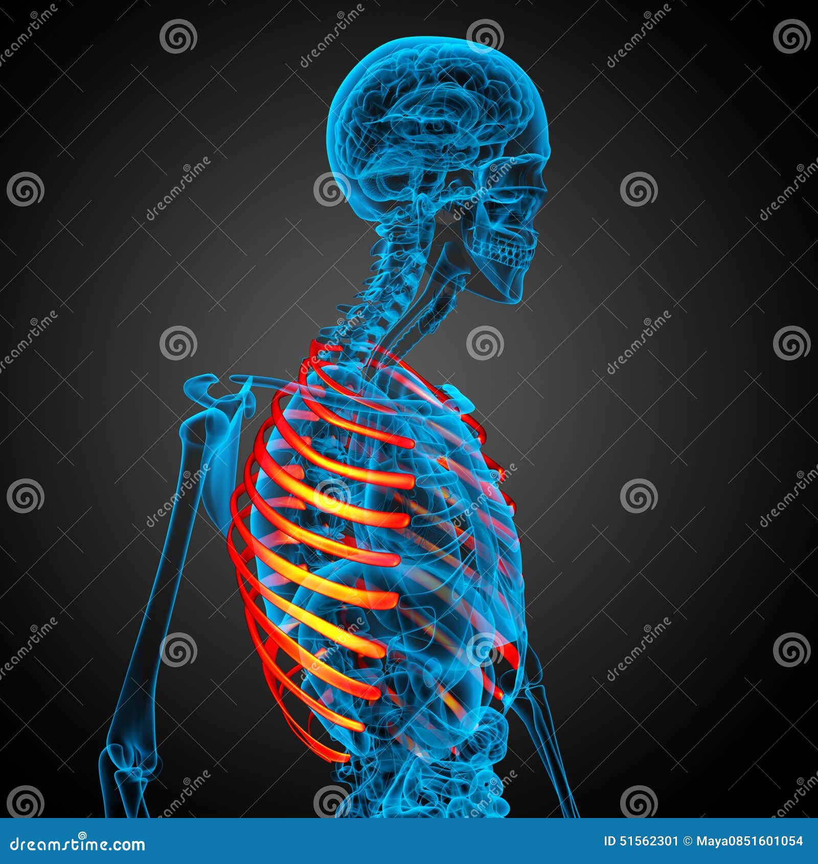3d Render Medical Illustration of the Ribcage Stock Illustration ...