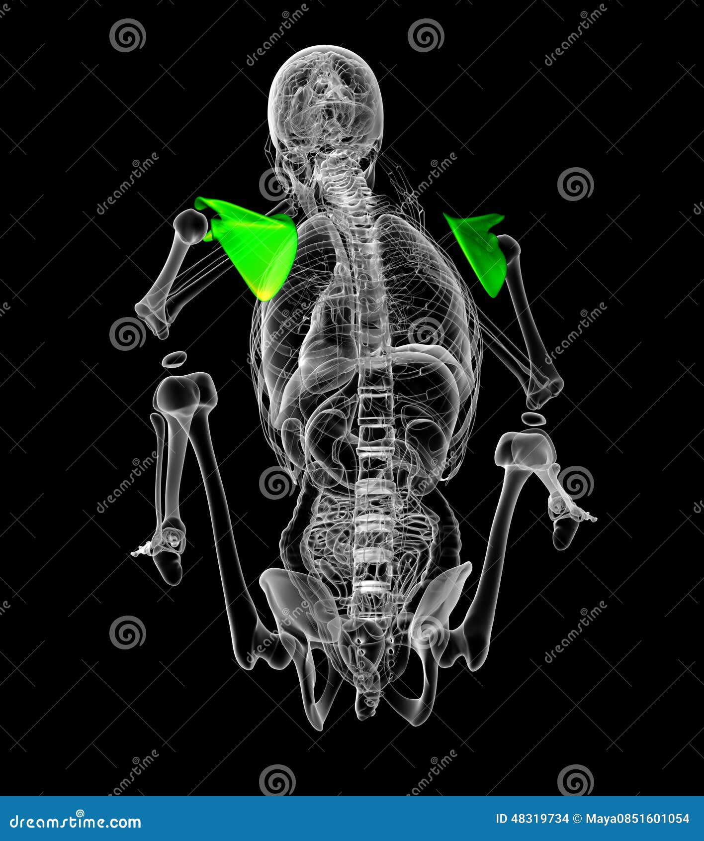 3d Render Medical Illustration of the Scapula Bone Stock Illustration ...